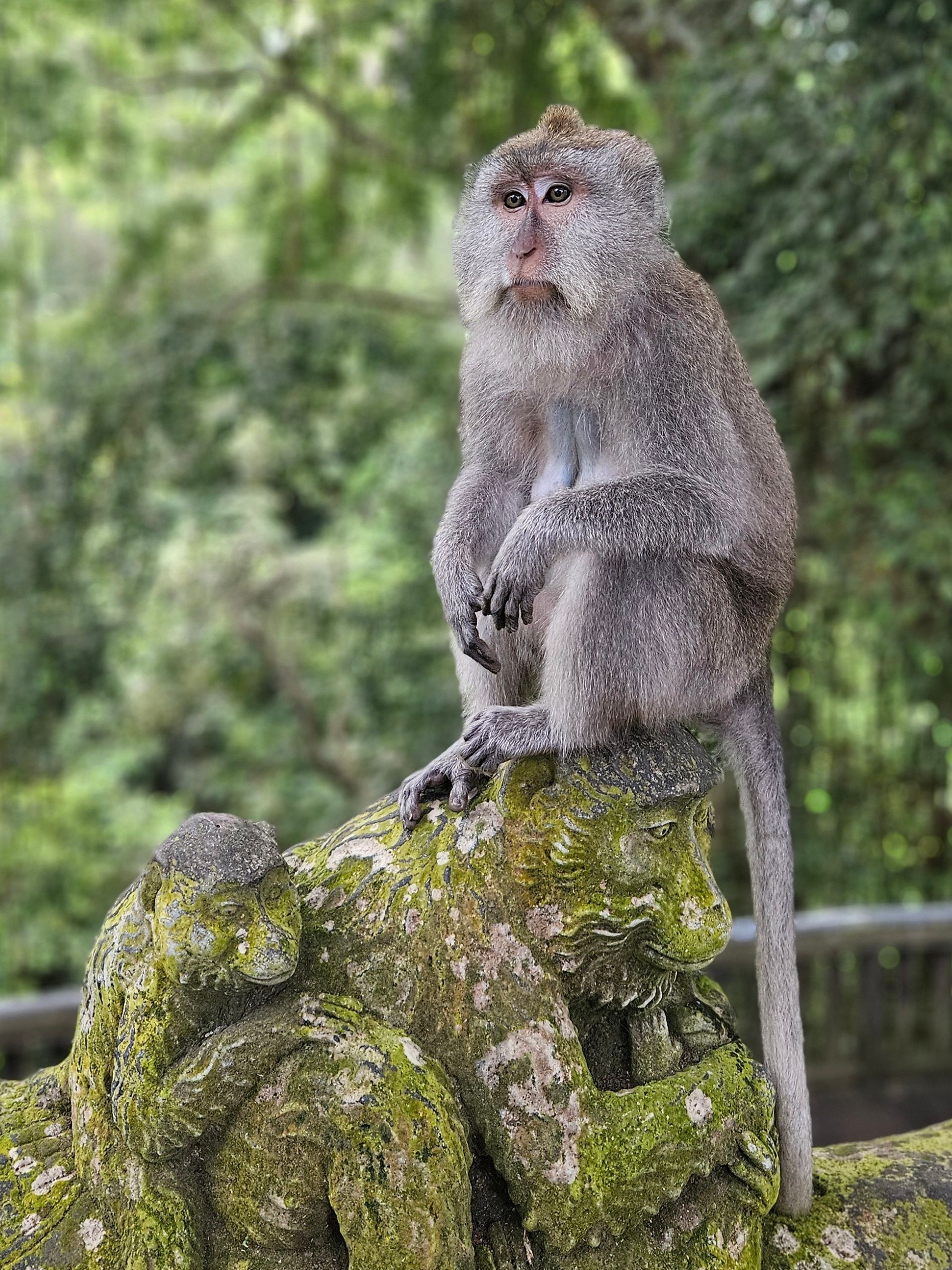 Long-tailed Macaque on Mossy Statue in Jungle · Free Stock Photo