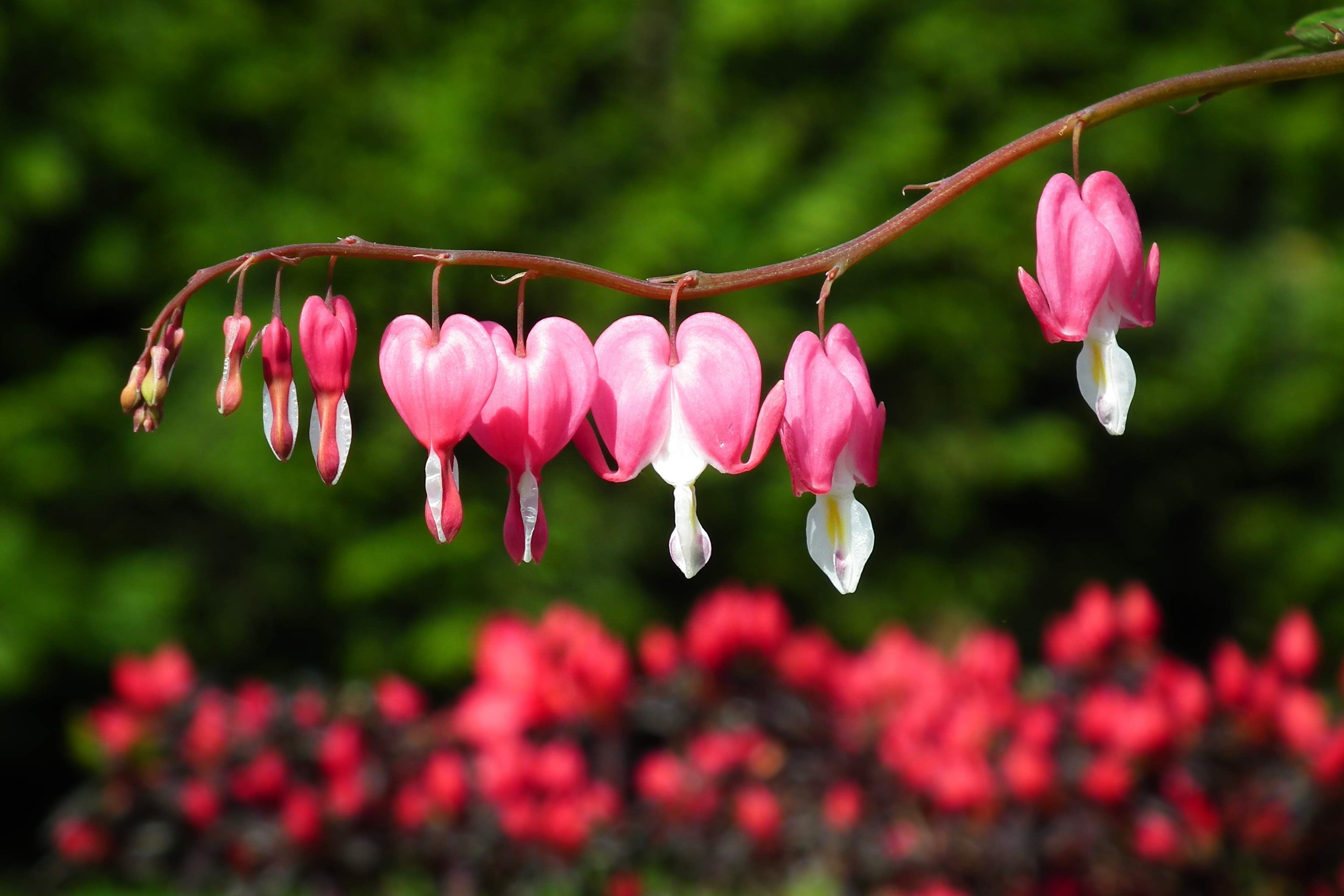 Vibrant Bleeding Heart Flowers in Spring Garden · Free Stock Photo