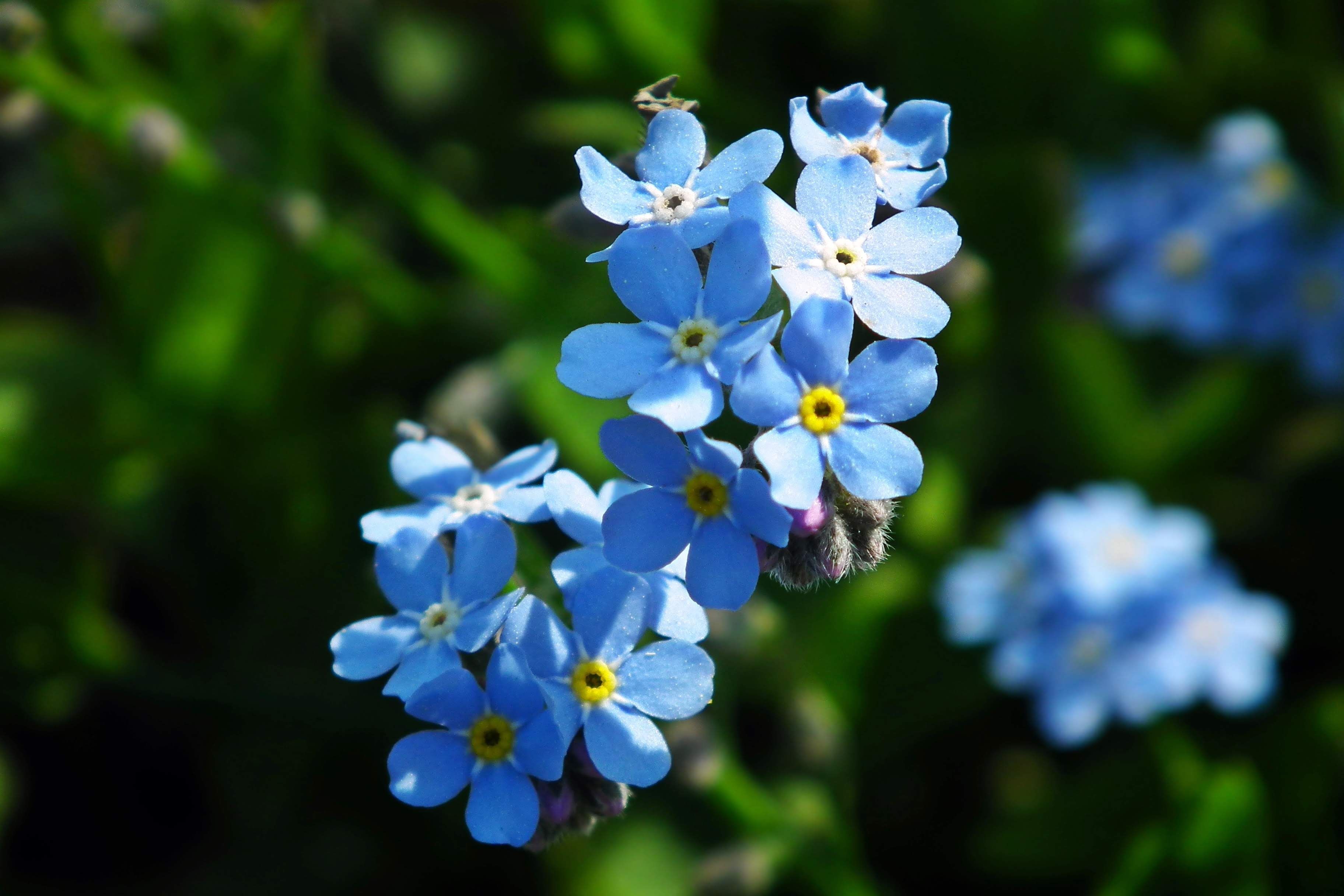 Close-up of Forget-Me-Not Flowers in Bloom · Free Stock Photo