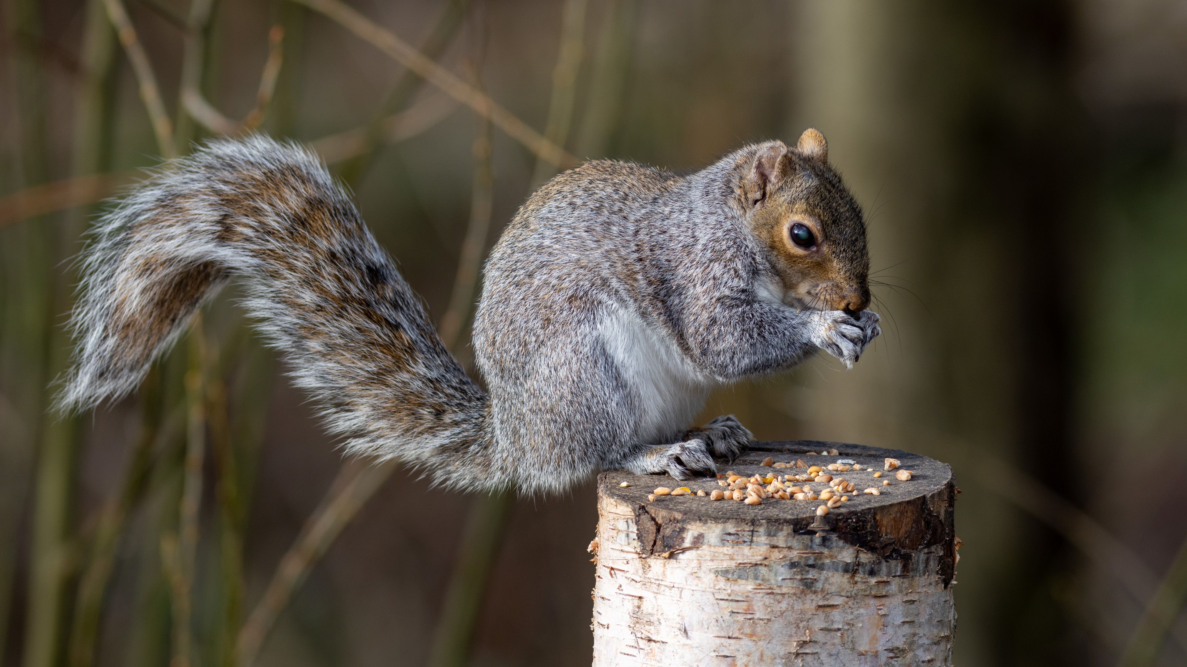 Small Animal Photos, Download The BEST Free Small Animal Stock Photos ...