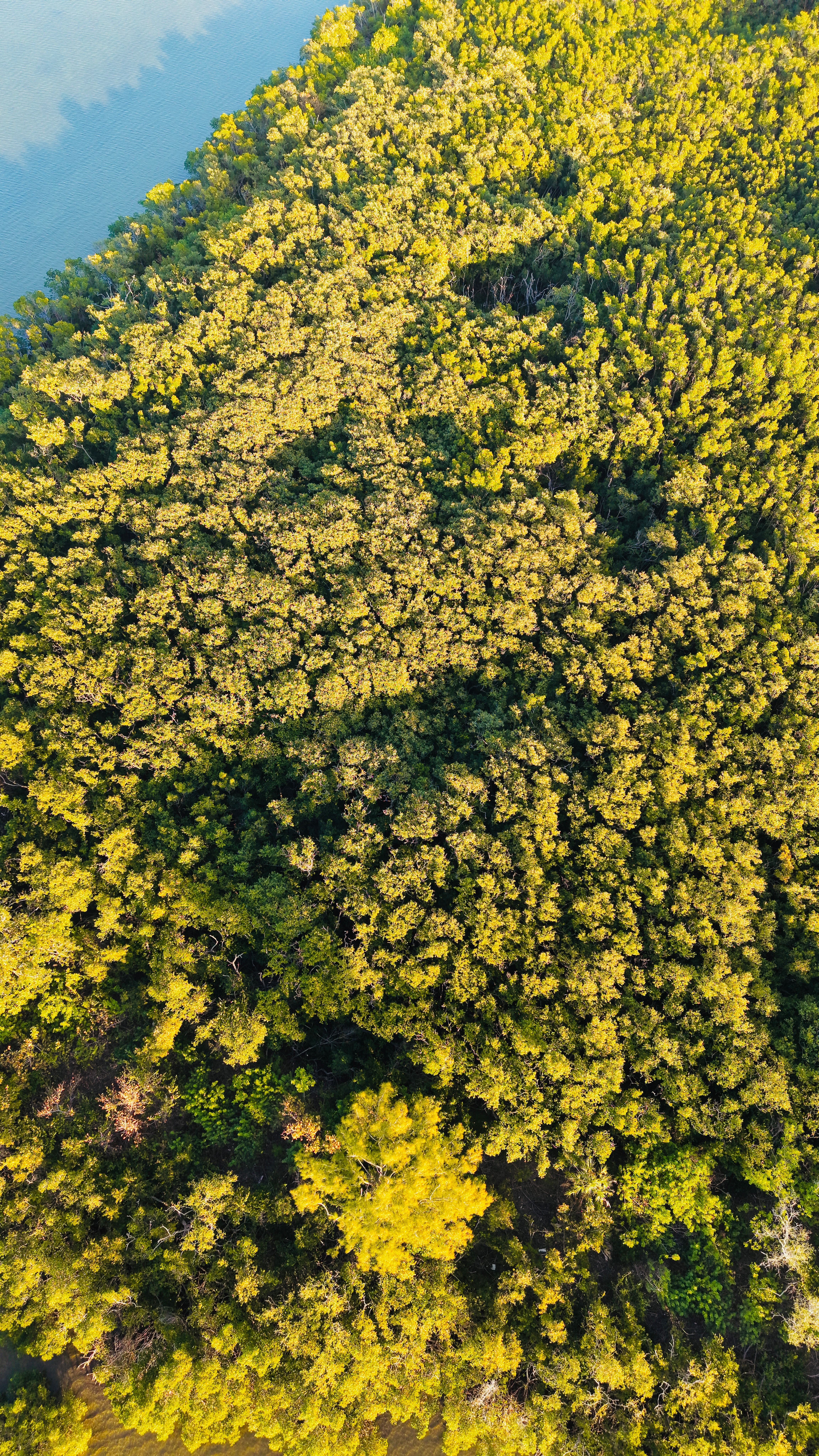 Aerial View of Lush Forest at Apollo Beach · Free Stock Photo