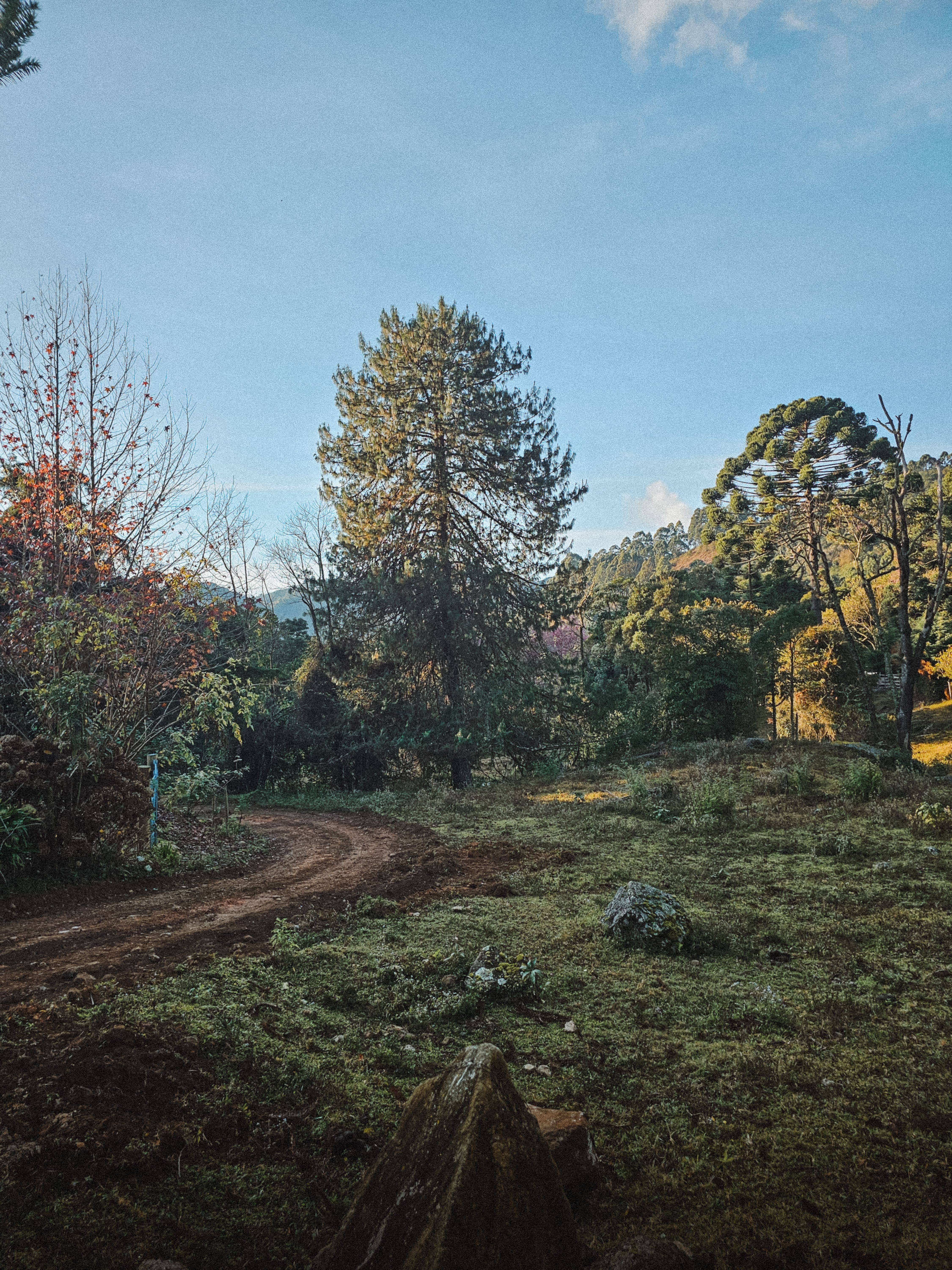 Scenic Forest Pathway in Brazilian Countryside · Free Stock Photo