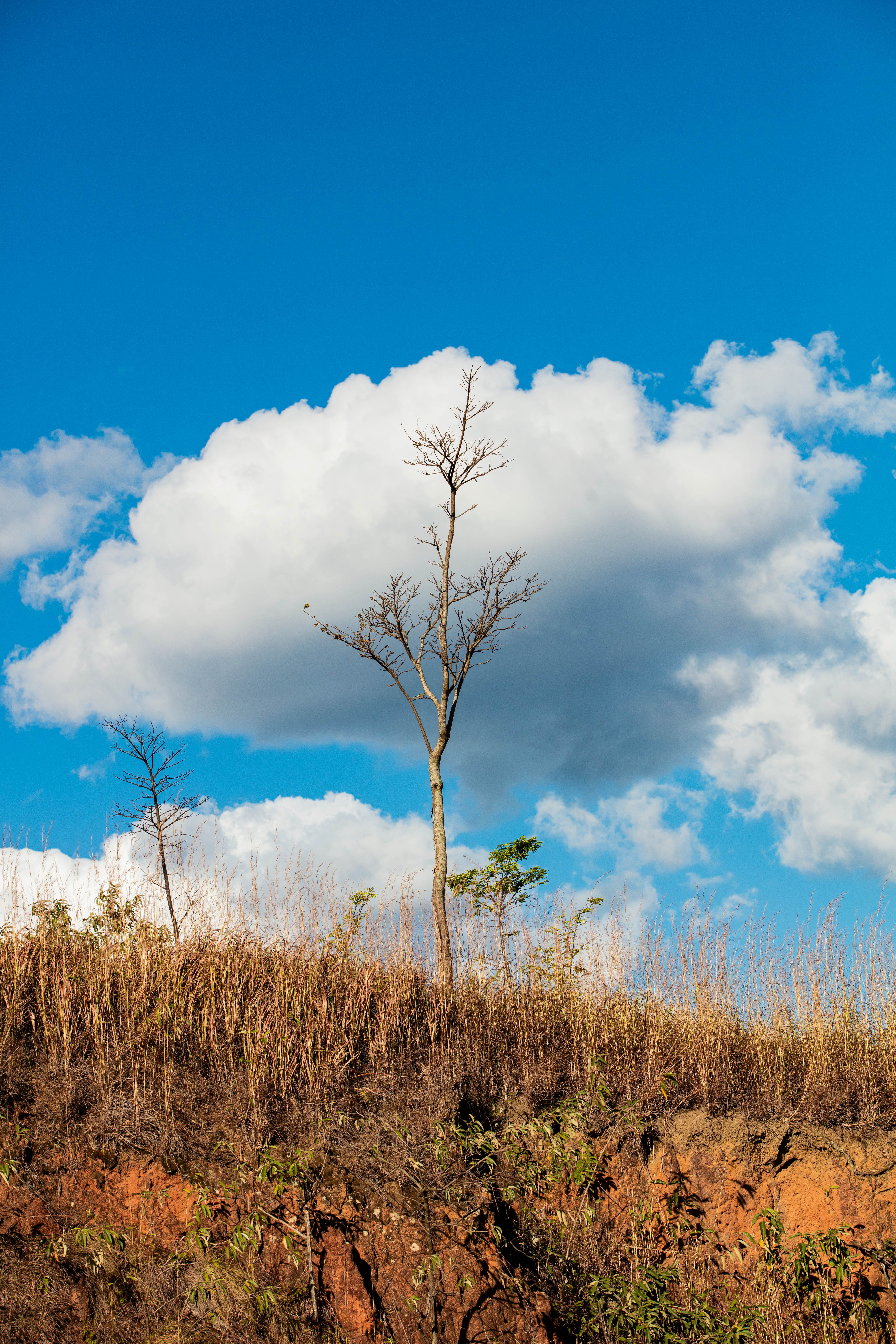 Lonely Tree on Cliff Under Blue Sky · Free Stock Photo