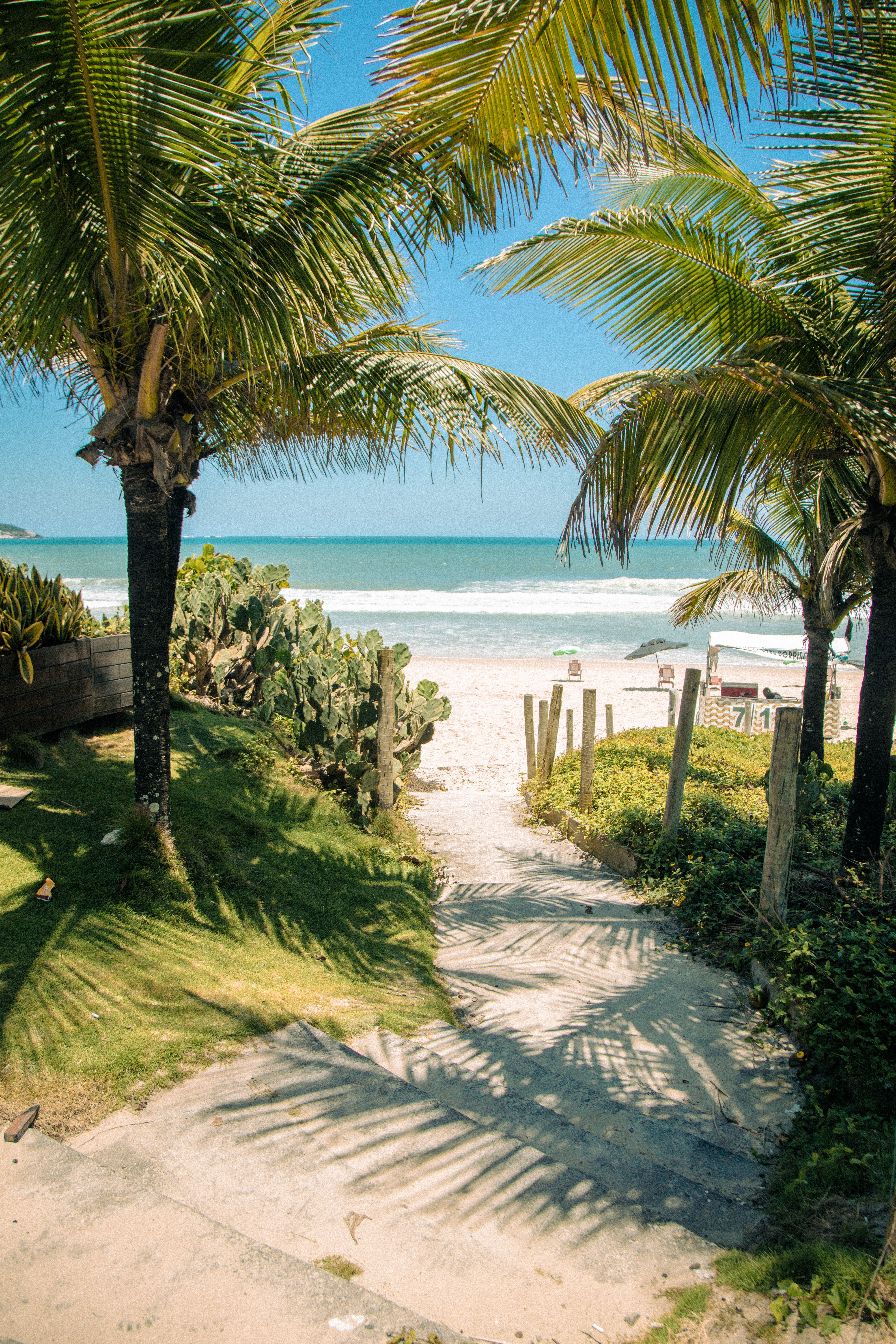 Tropical Beach Pathway with Palm Trees and Ocean View · Free Stock Photo