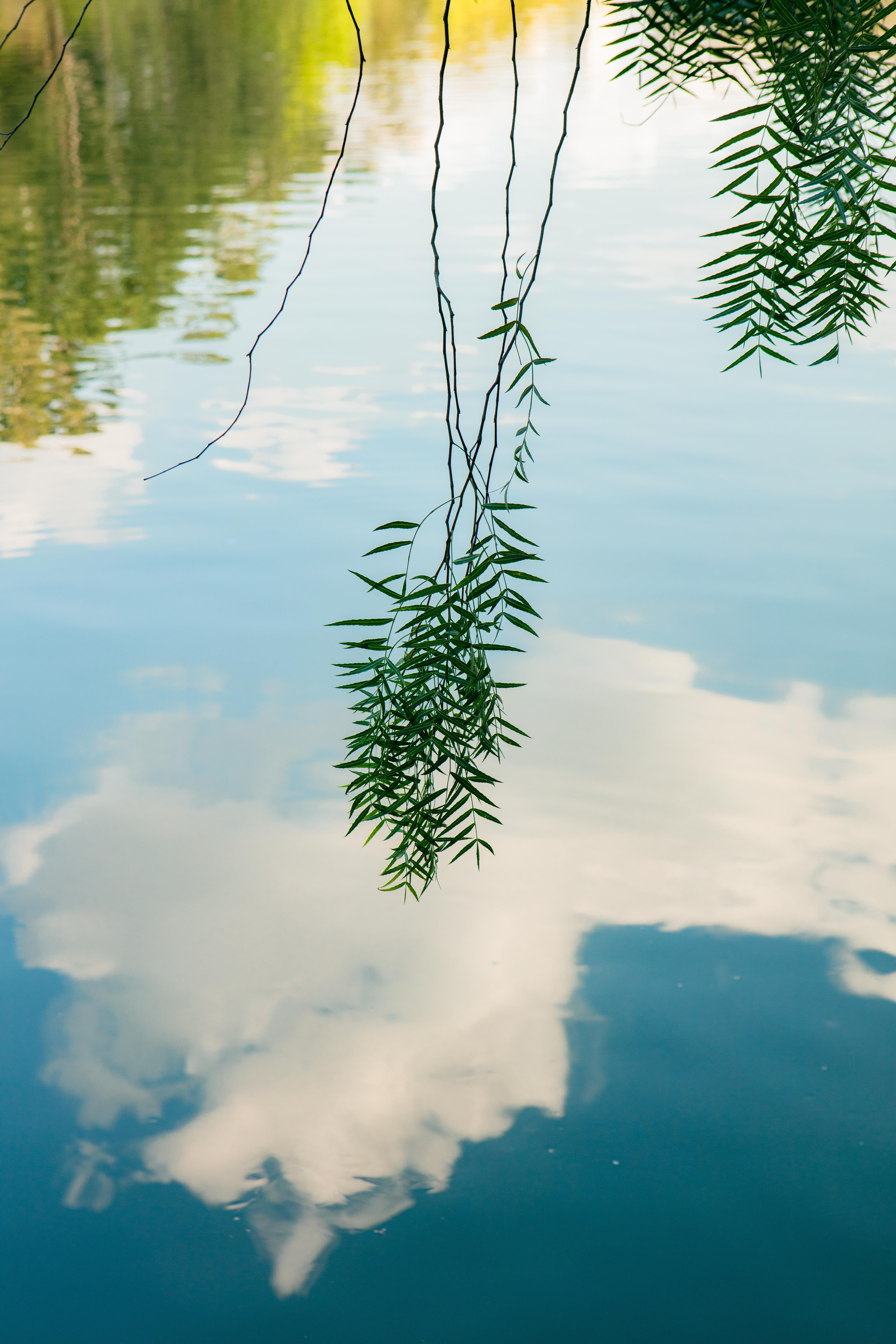 Tranquil Reflection of Leaves and Sky on Water · Free Stock Photo