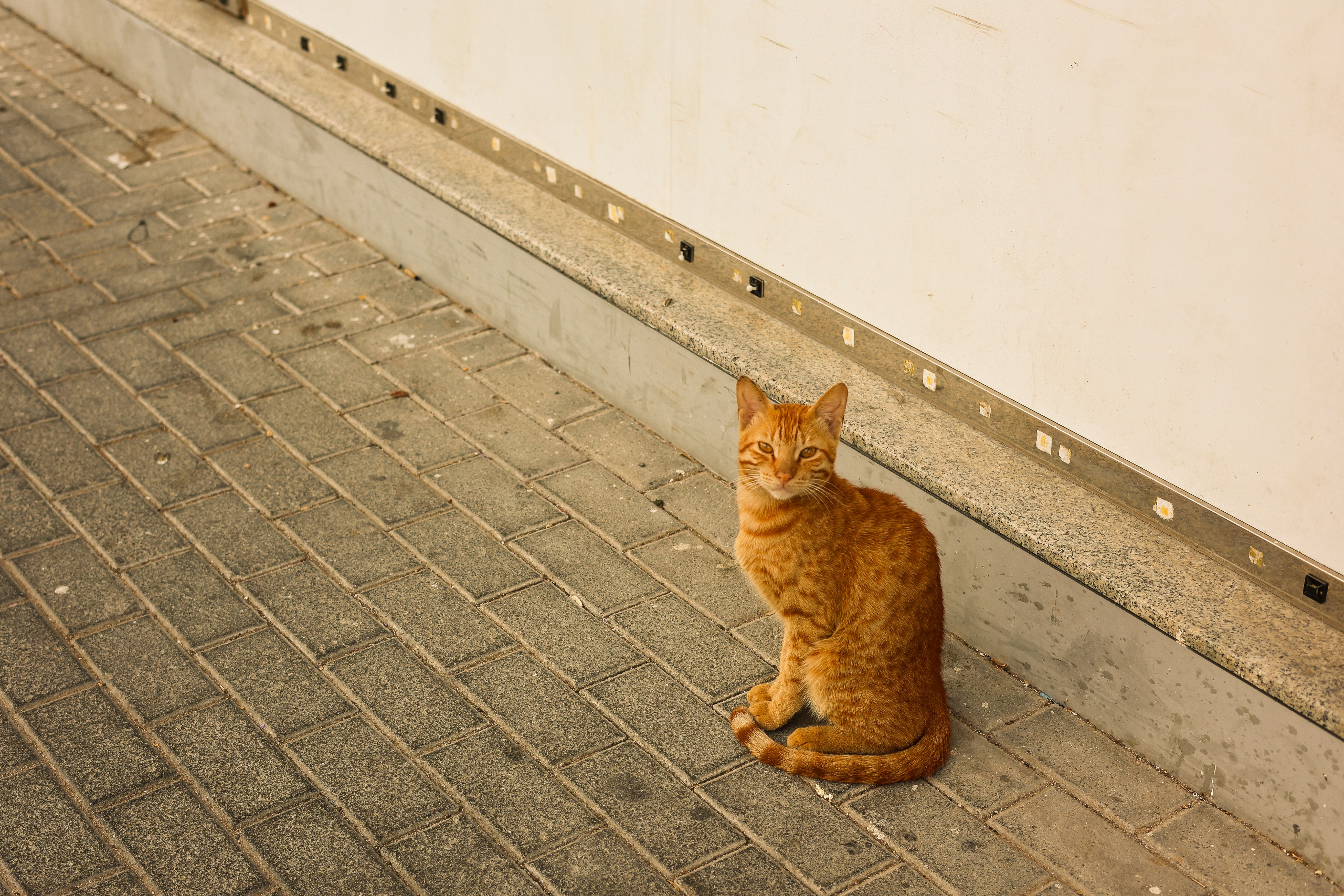 Goofy Cat Photos, Download The BEST Free Goofy Cat Stock Photos & HD Images
