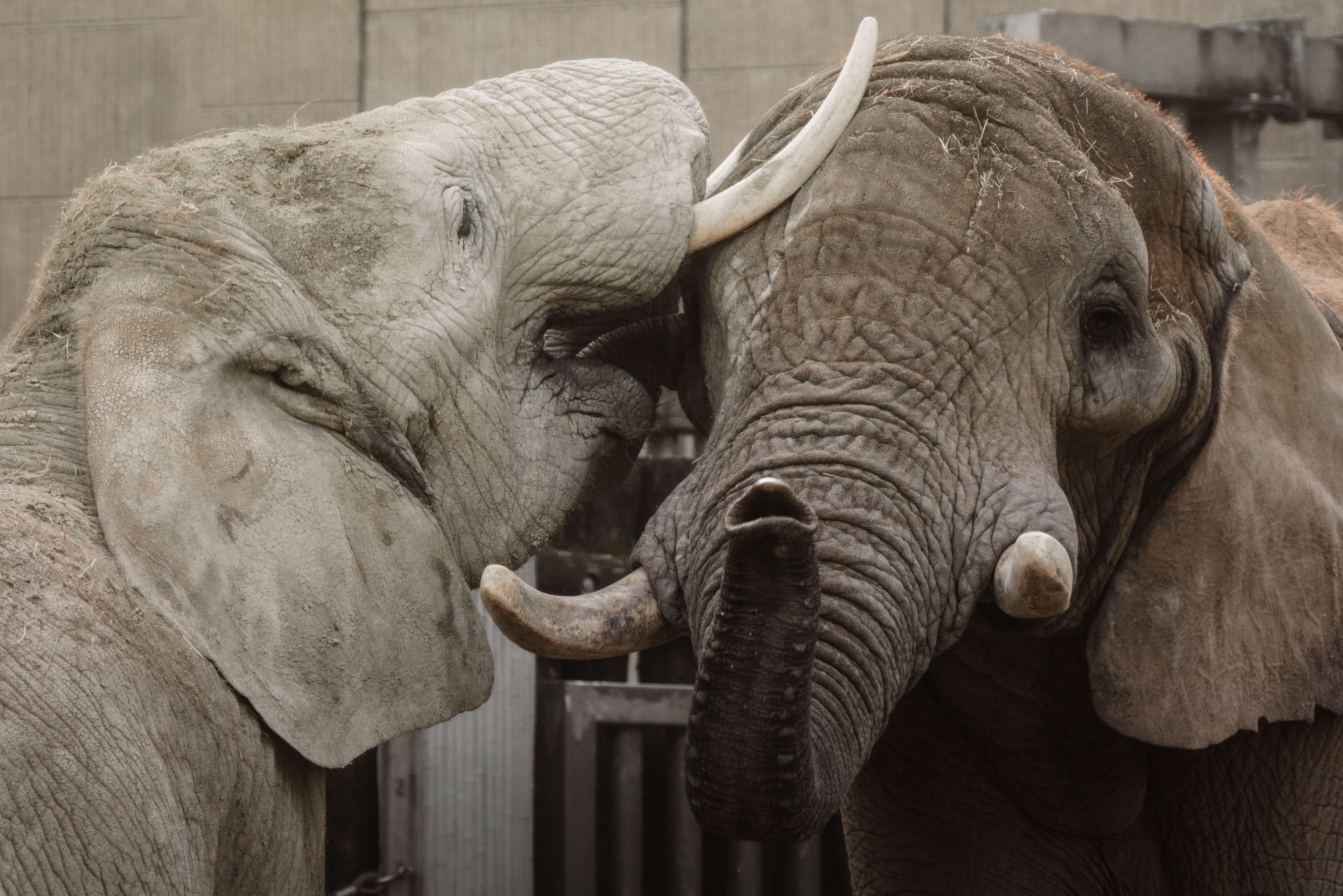 Close-Up of Two African Elephants in Bonding Moment · Free Stock Photo