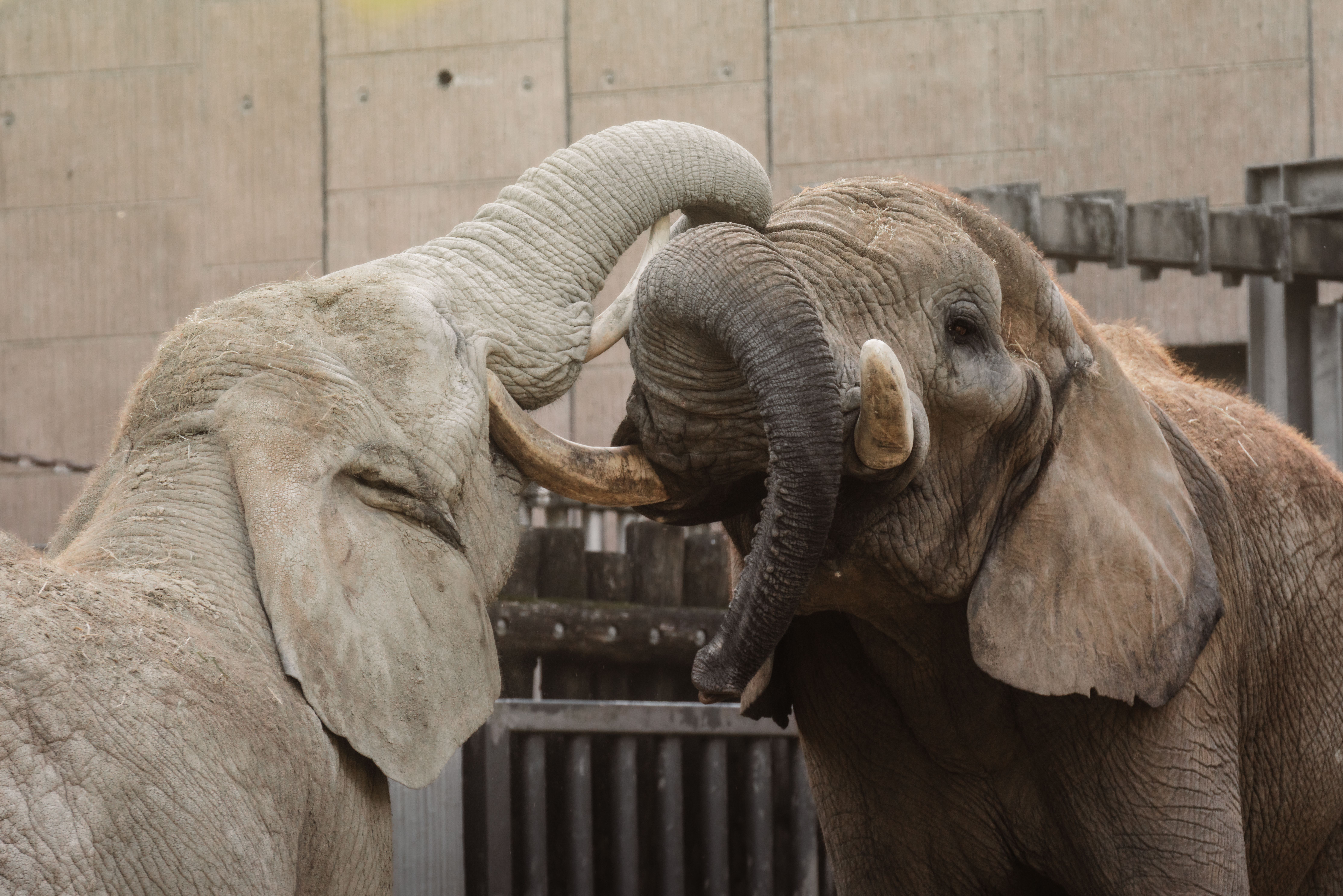 Close-Up of Two African Elephants Interacting · Free Stock Photo