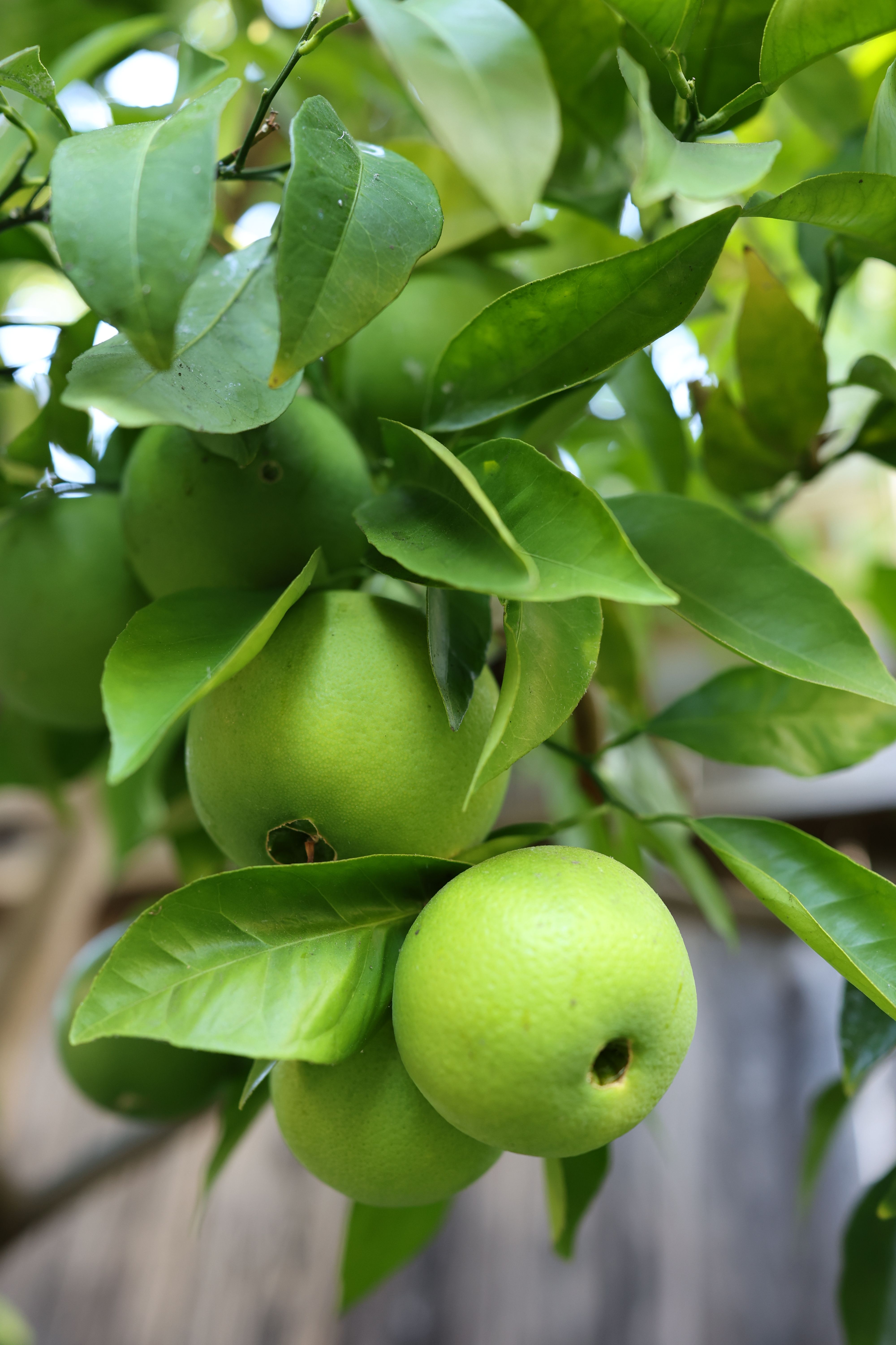 Green Color Photos, Download The BEST Free Green Color Stock Photos ...