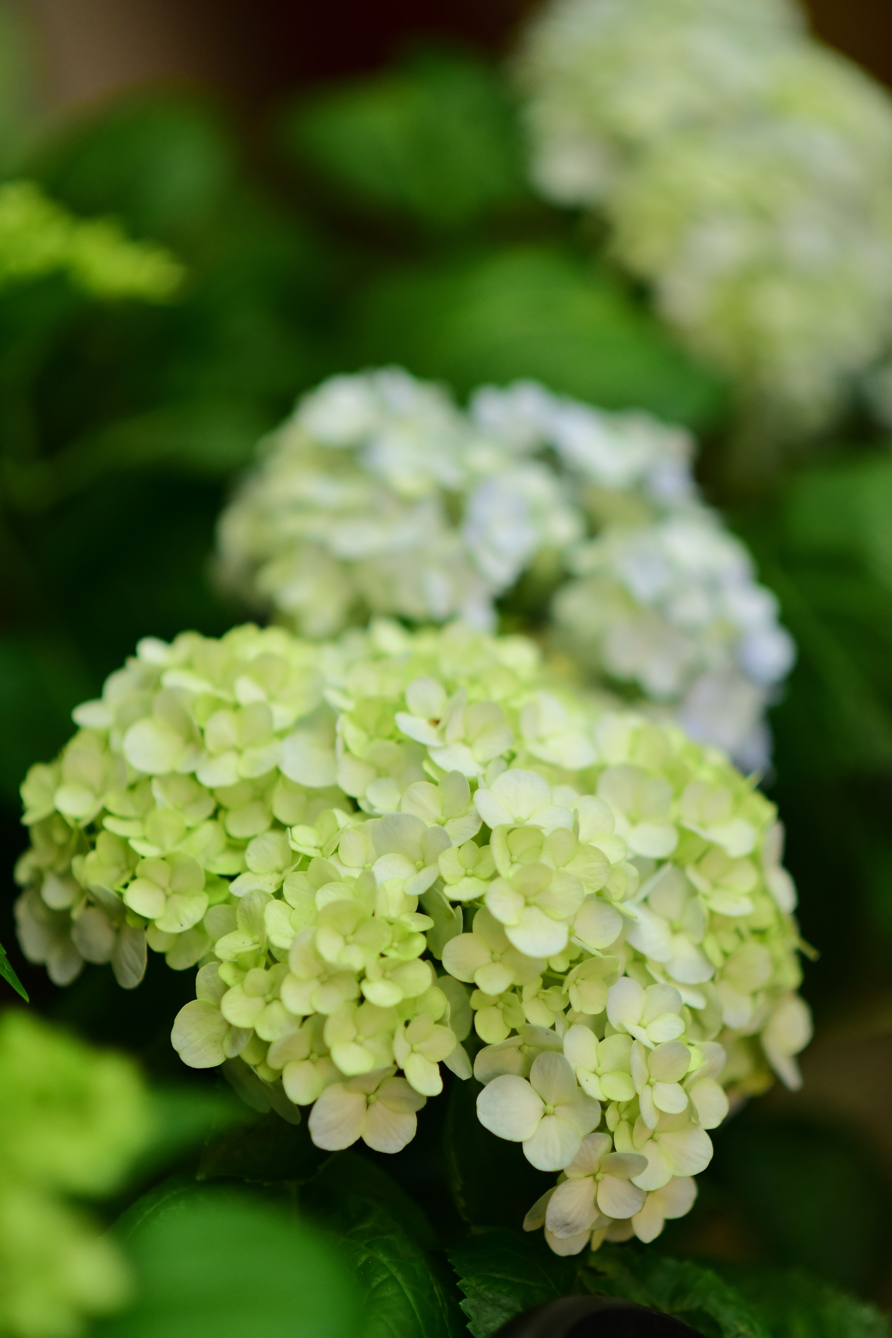 Close-up of Pale Green Hydrangea Blooms · Free Stock Photo