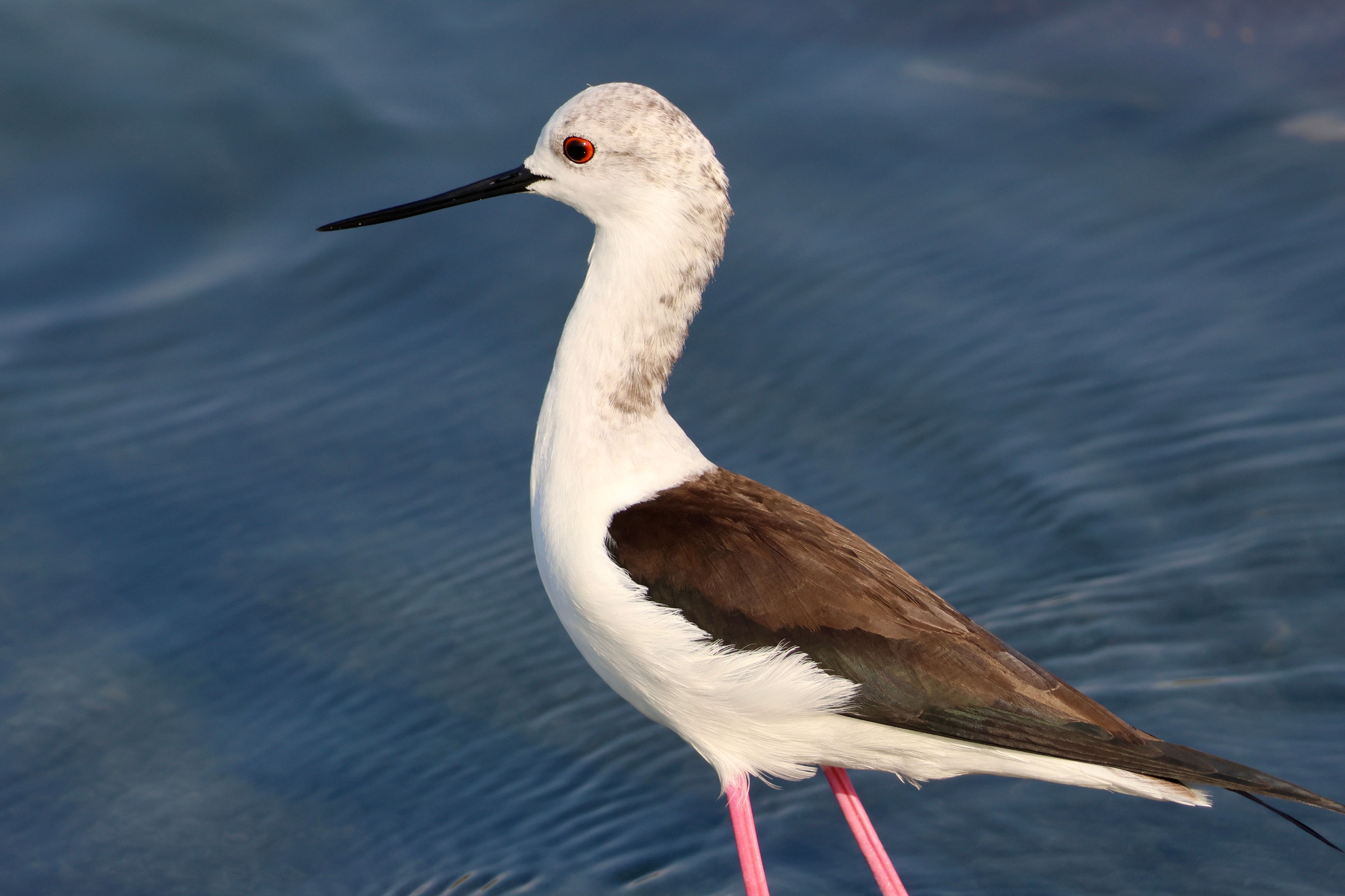 Black-Winged Stilt by Water in Natural Habitat · Free Stock Photo