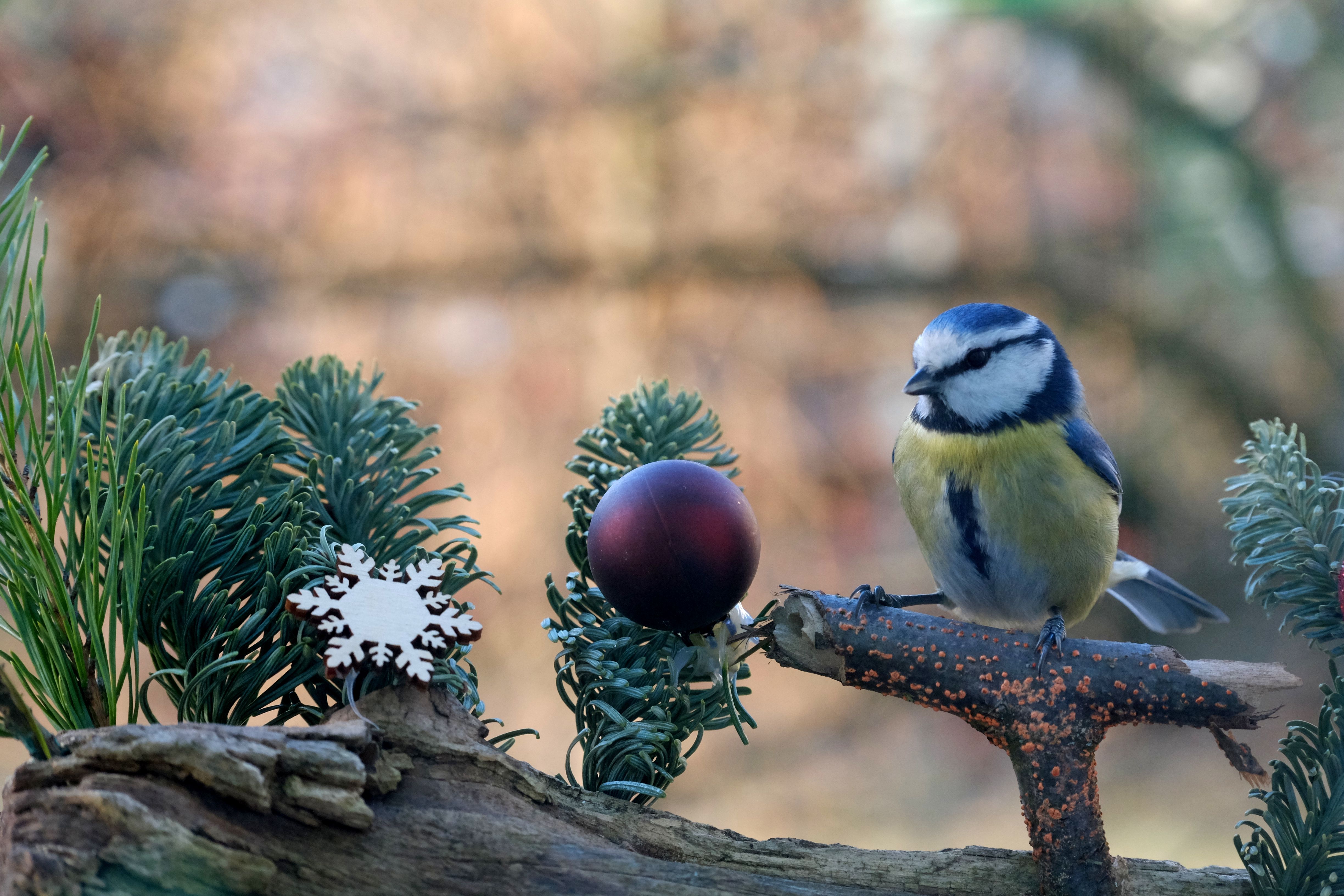 Bird+With+Balls+AI+Meme Photos, Download The BEST Free Bird+With+Balls ...