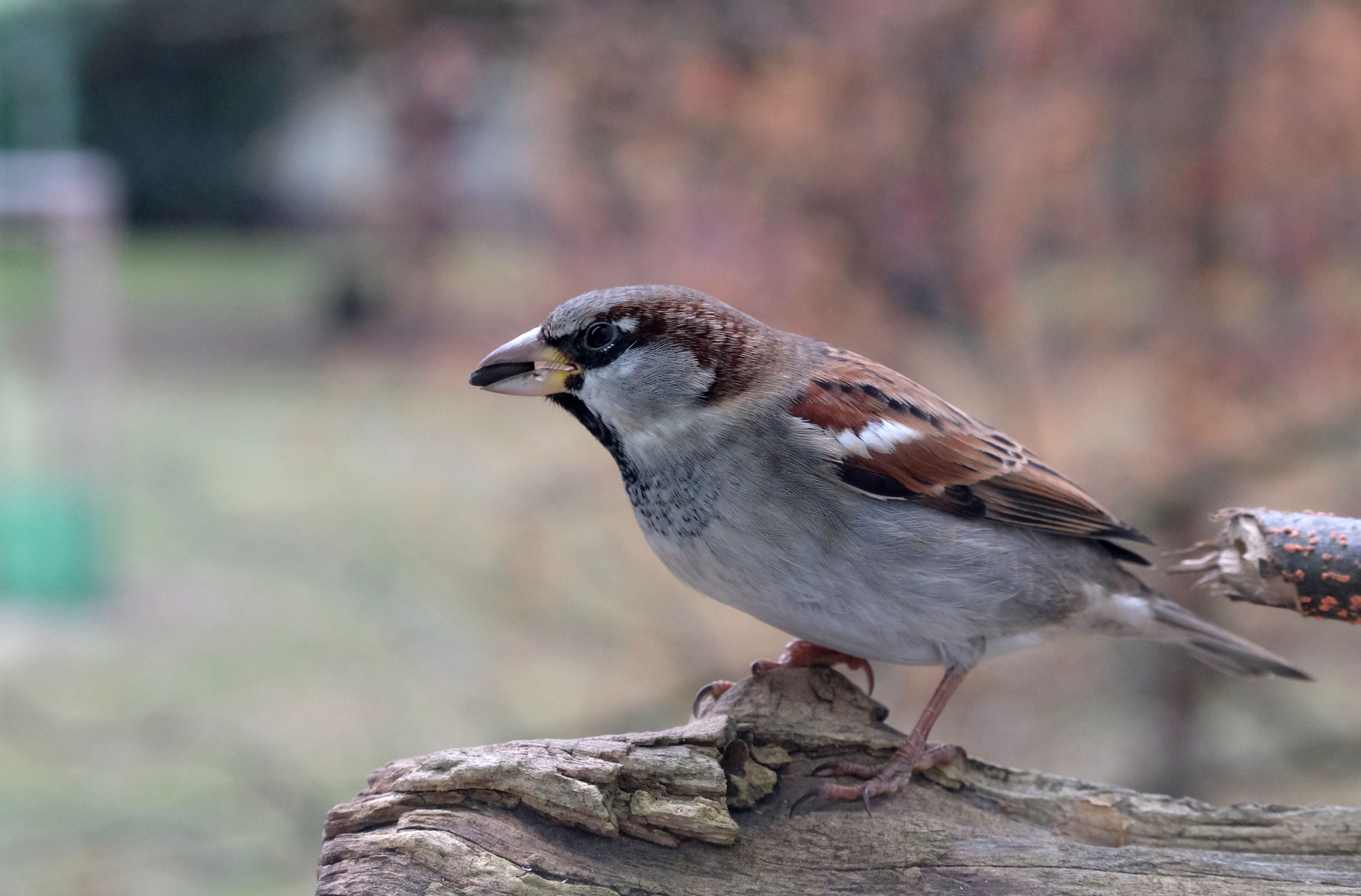 Close-up of a House Sparrow on a Tree Branch · Free Stock Photo