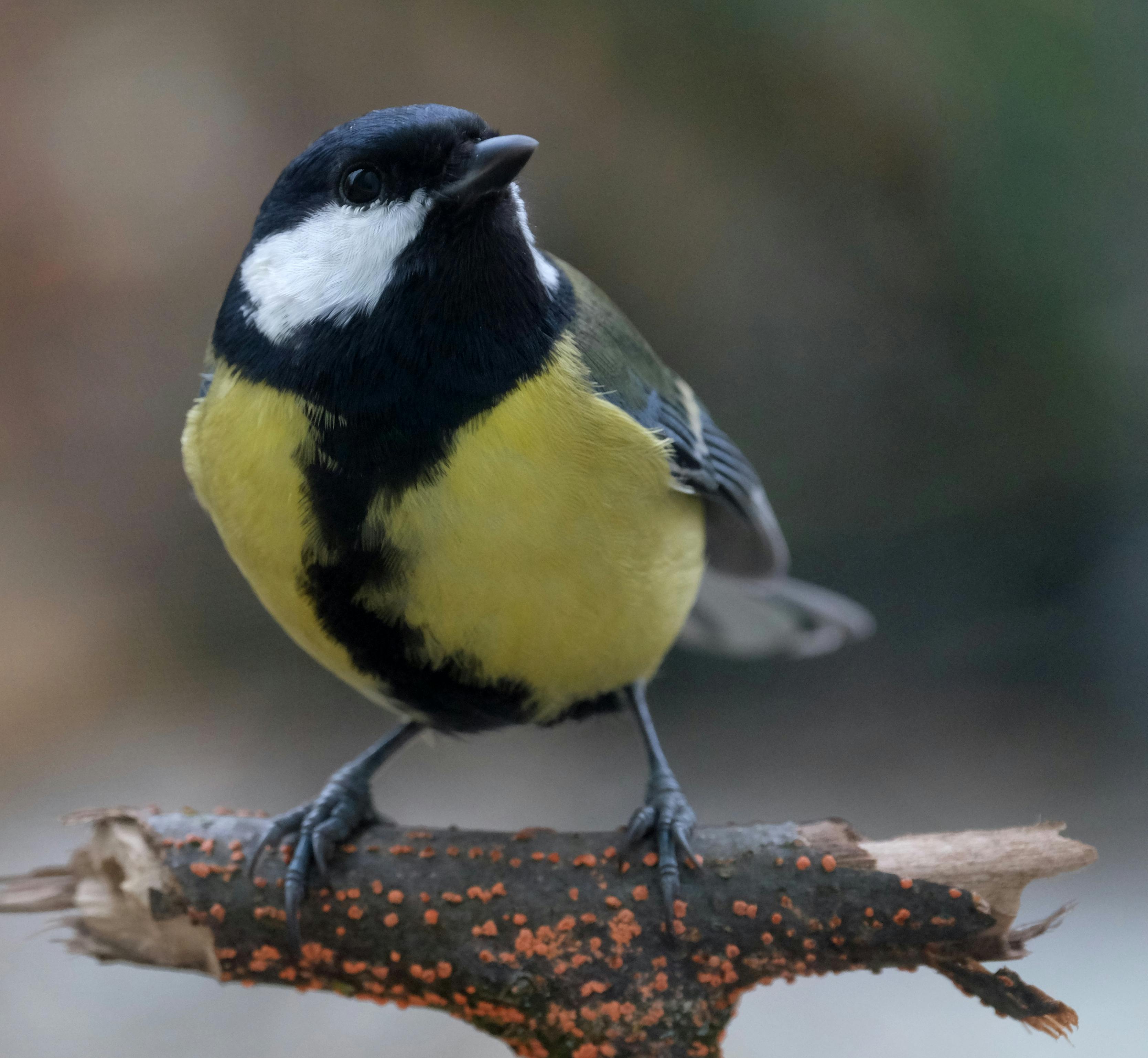 Small+Tiny+F Photos, Download The BEST Free Small+Tiny+F Stock Photos ...