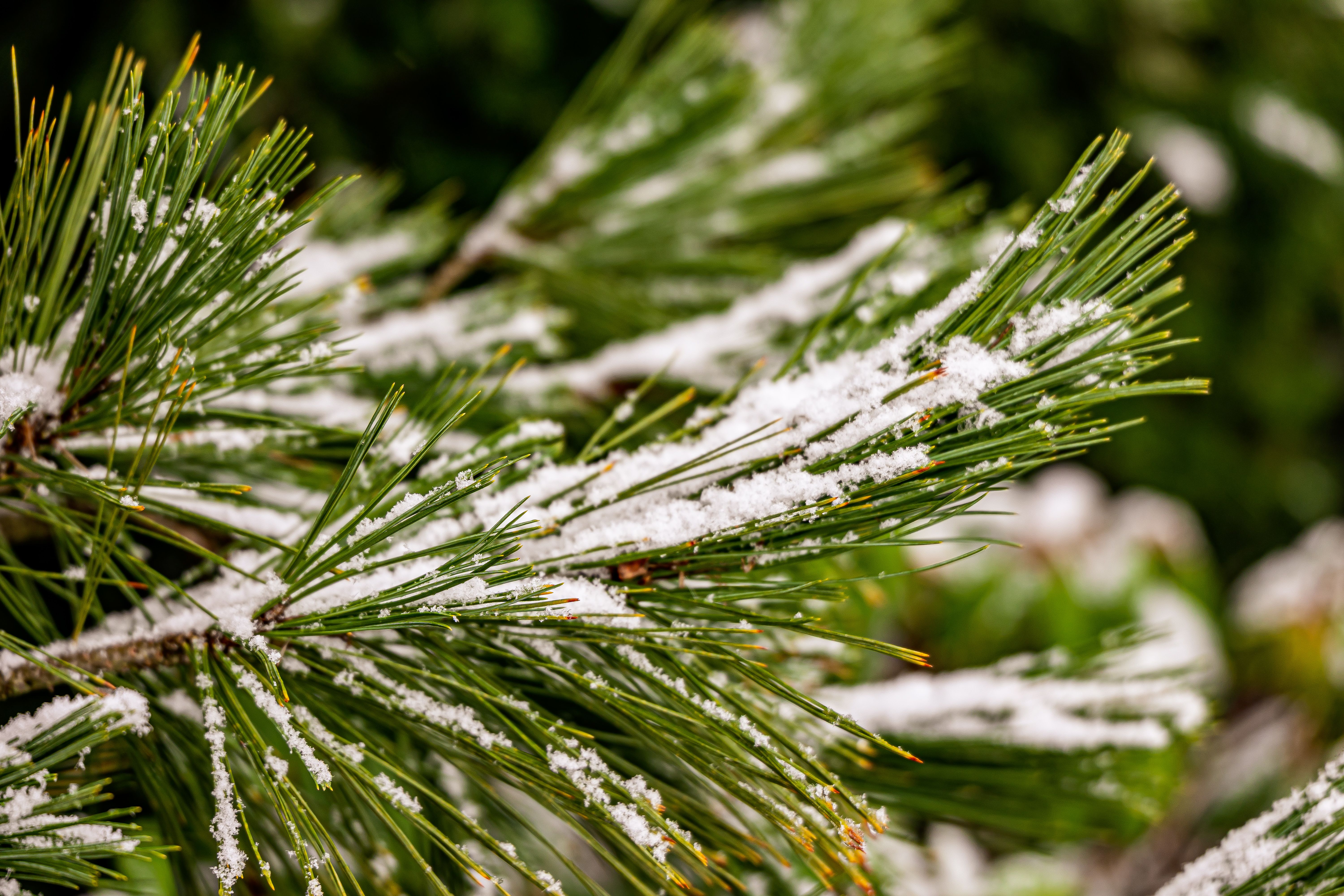 January Theme Photos, Download The BEST Free January Theme Stock Photos ...