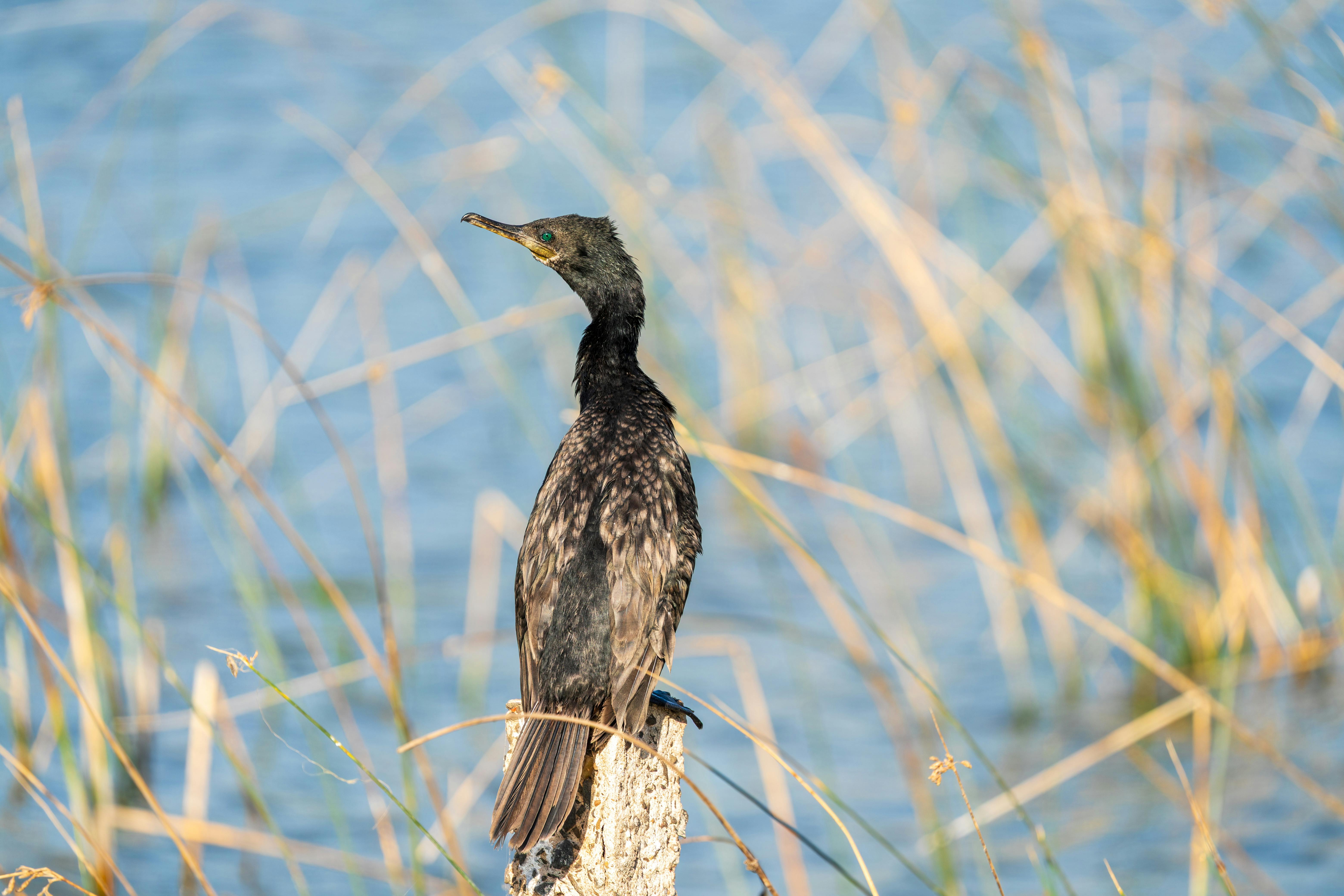 Smilefile+Camera Photos, Download The BEST Free Smilefile+Camera Stock ...