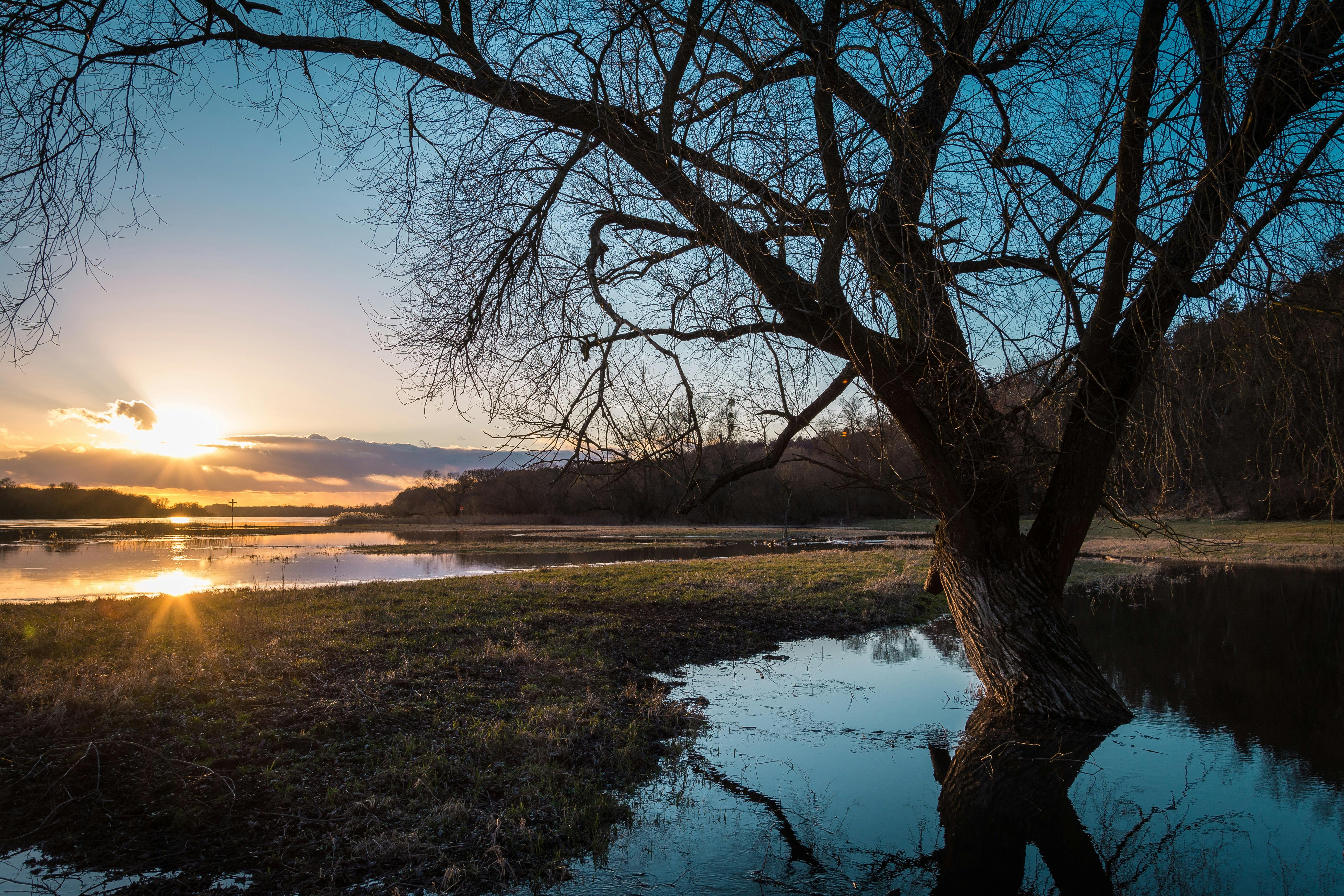 Brown Tree on Water Near Grass · Free Stock Photo