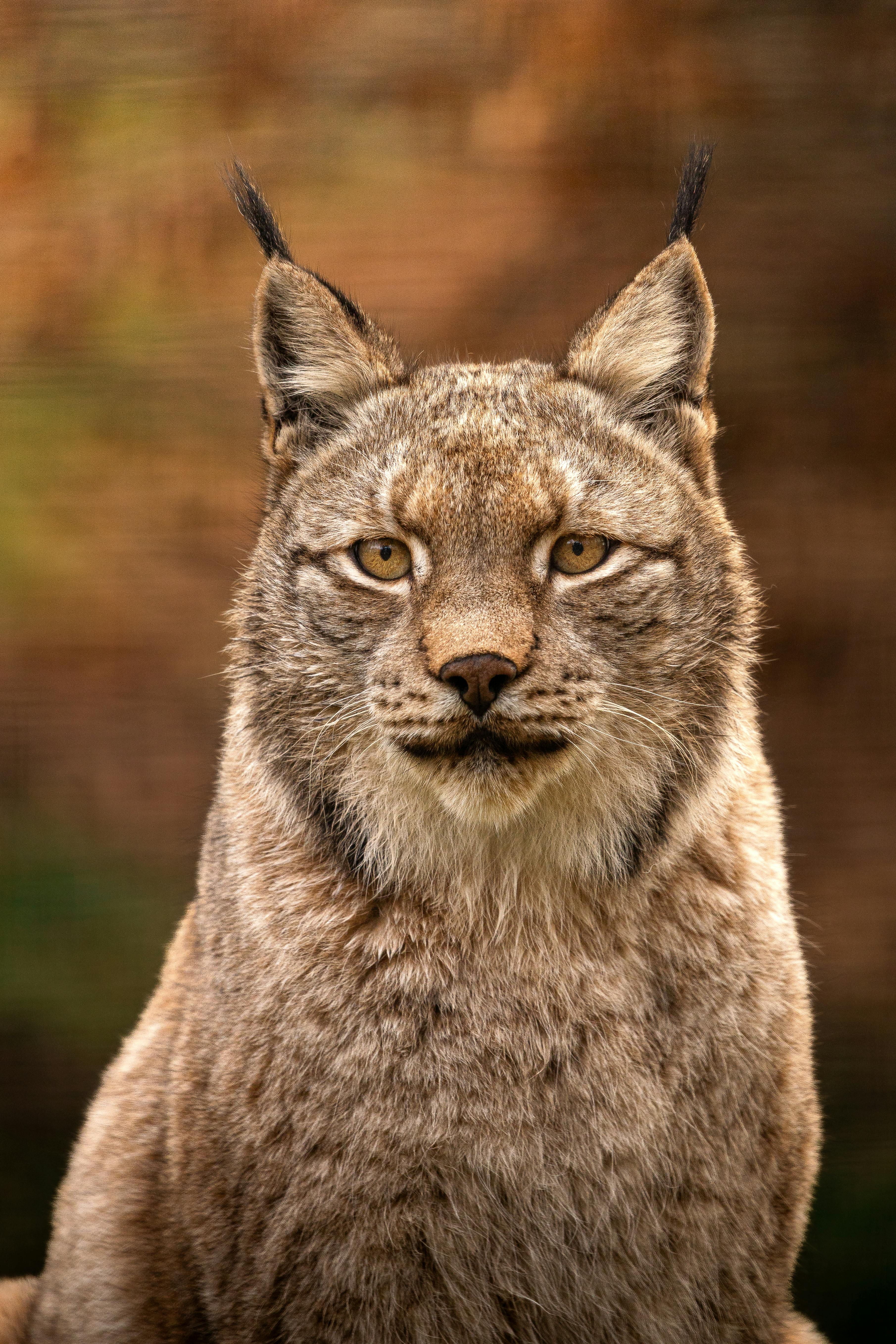 Majestic Lynx Portrait in Leipzig Wildlife Park · Free Stock Photo