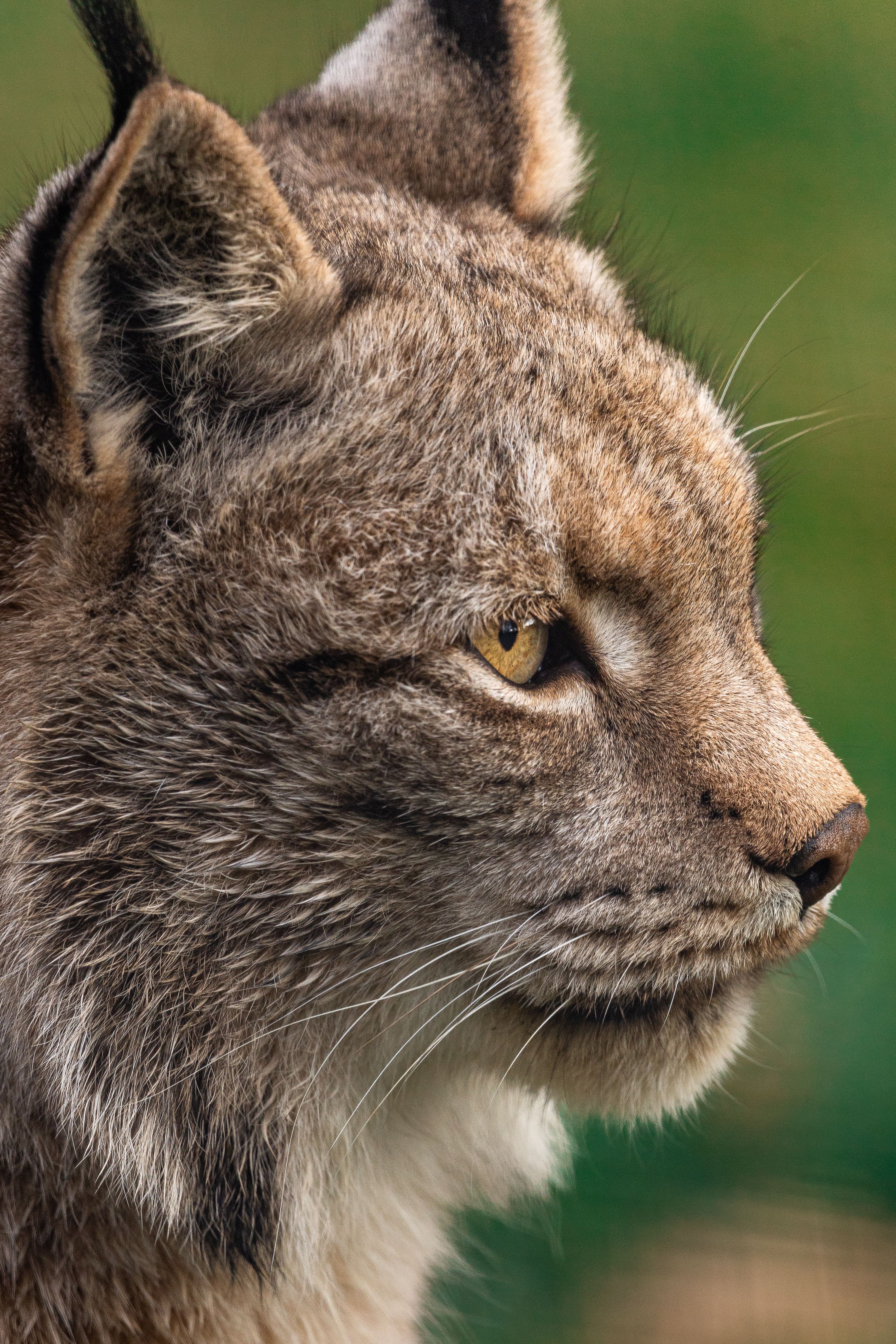200.000+ Doorbell-wildlife-pfp Bilder und Fotos · Kostenlos Downloaden ...