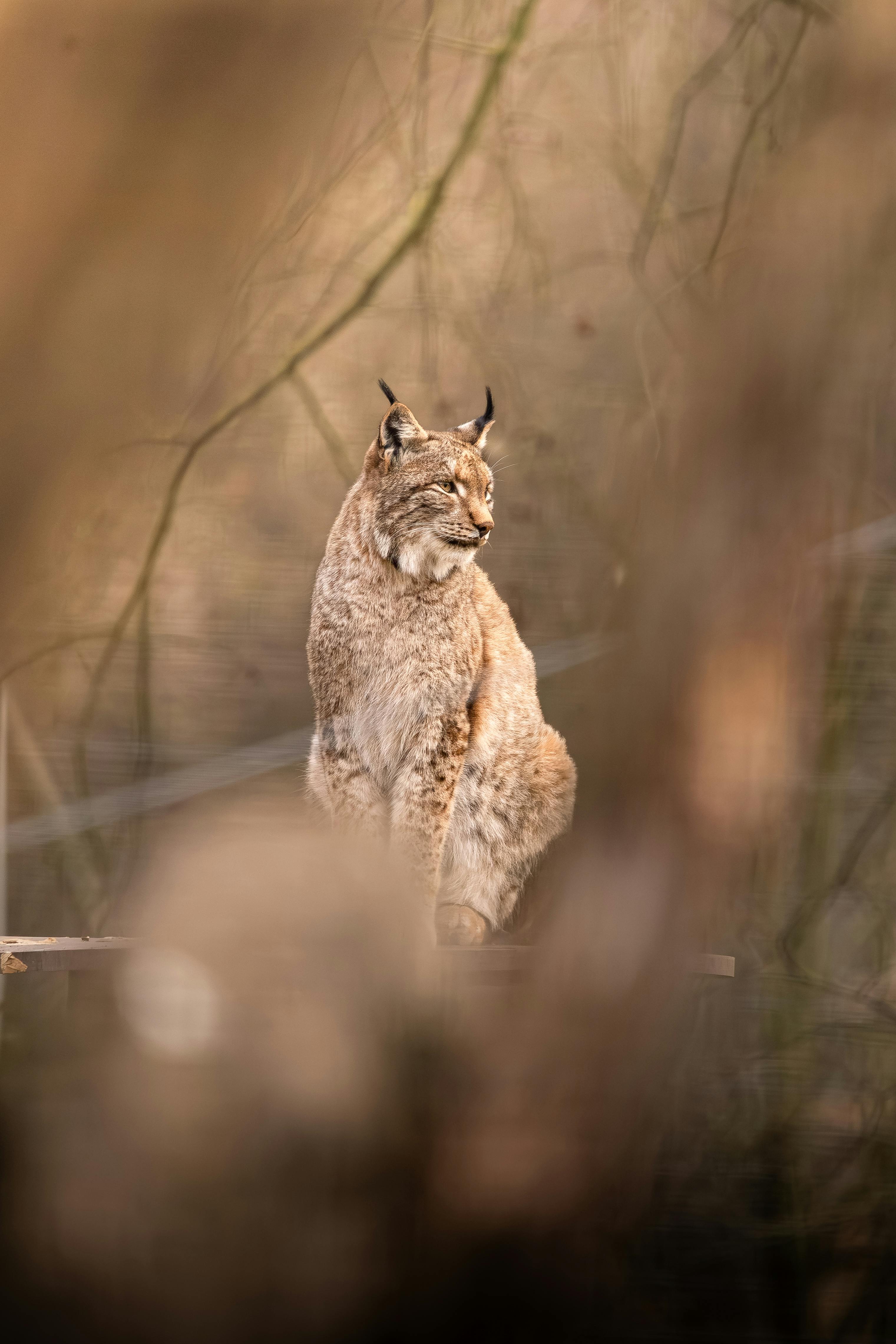 Big+Fand+Auntys Photos, Download The BEST Free Big+Fand+Auntys Stock ...