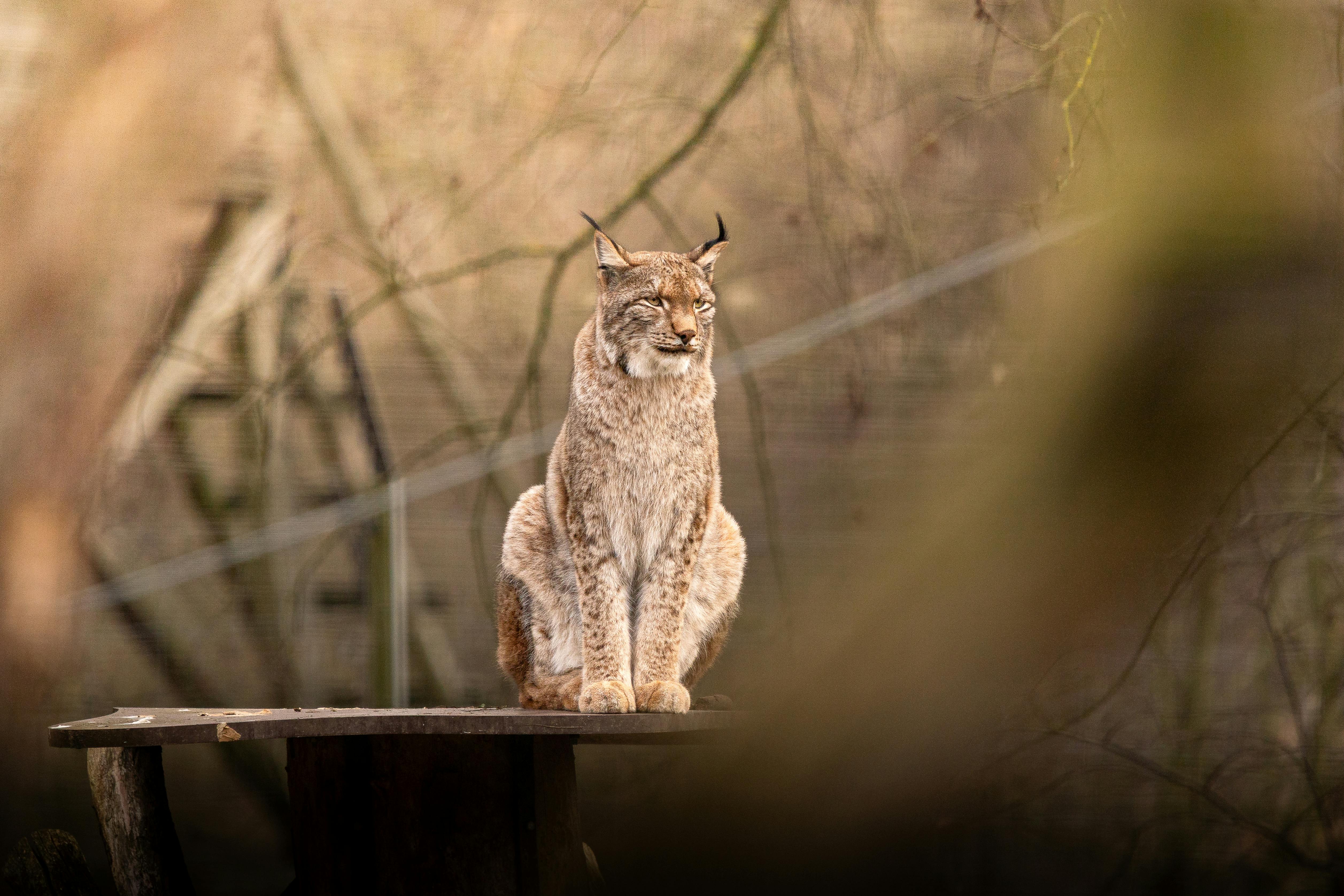 Big+Fand+Auntys Photos, Download The BEST Free Big+Fand+Auntys Stock ...