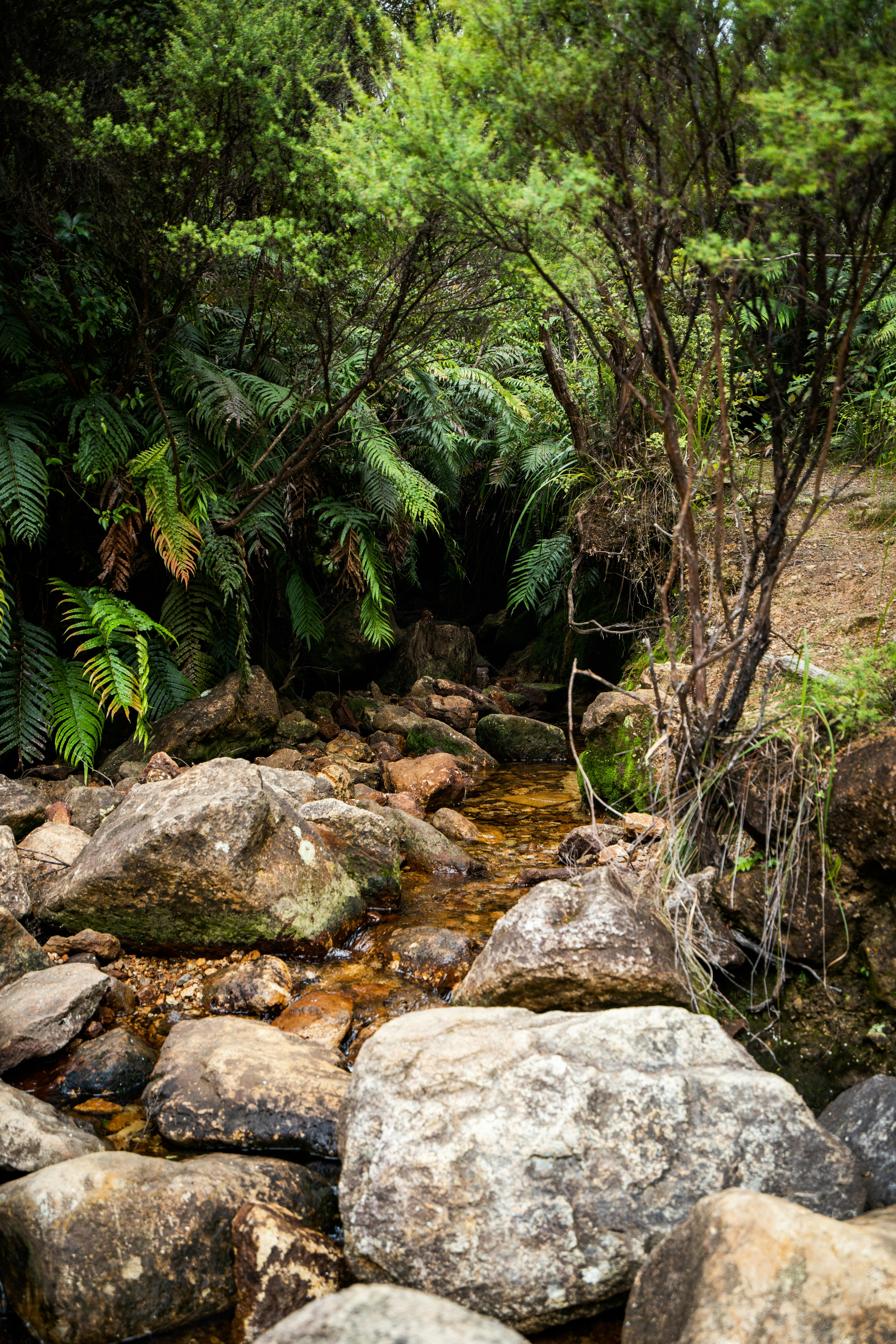 Latest+Davido Photos, Download The BEST Free Latest+Davido Stock Photos ...