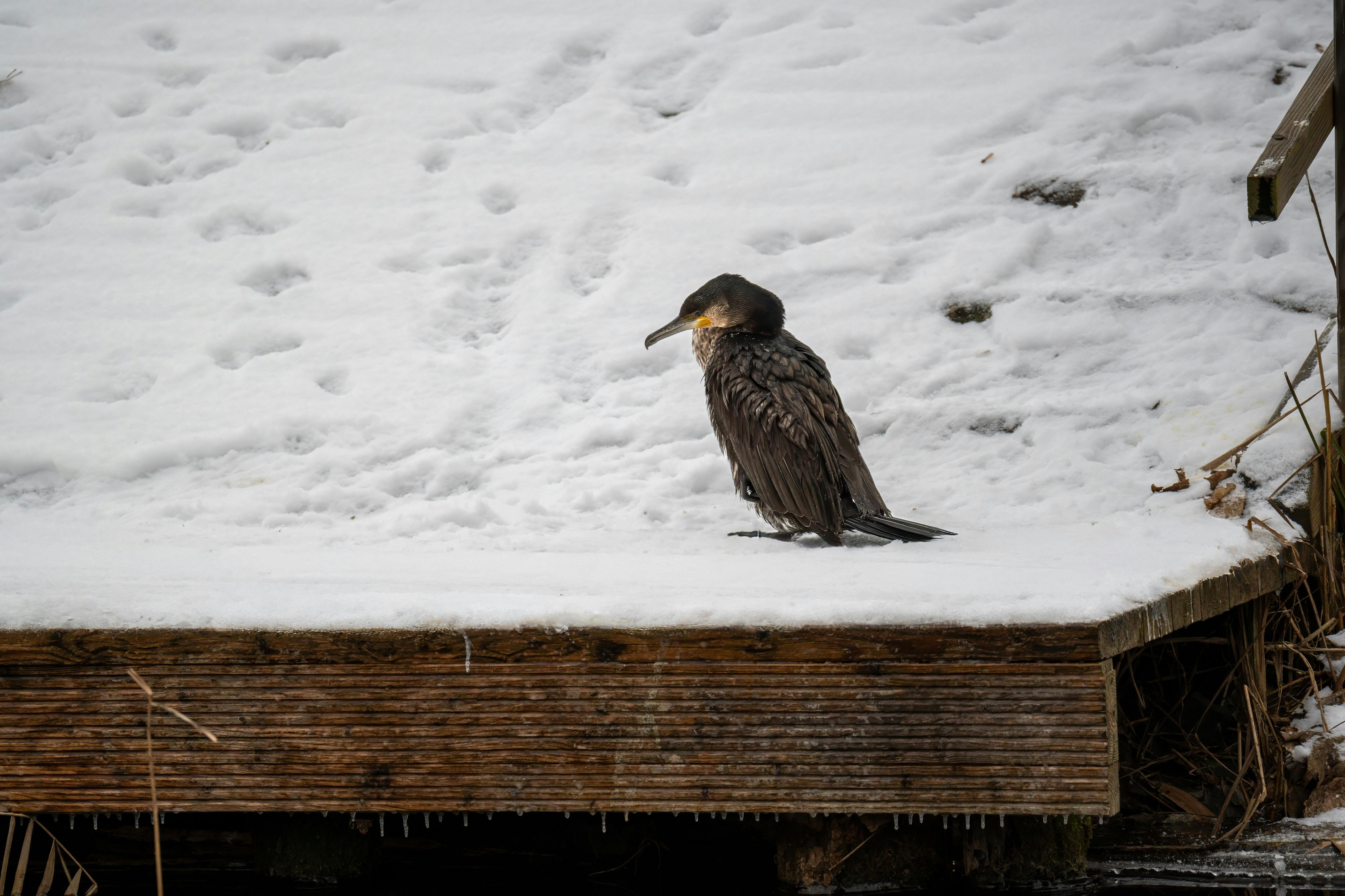 Kristean Cameron+Feet Photos, Download The BEST Free Kristean Cameron ...