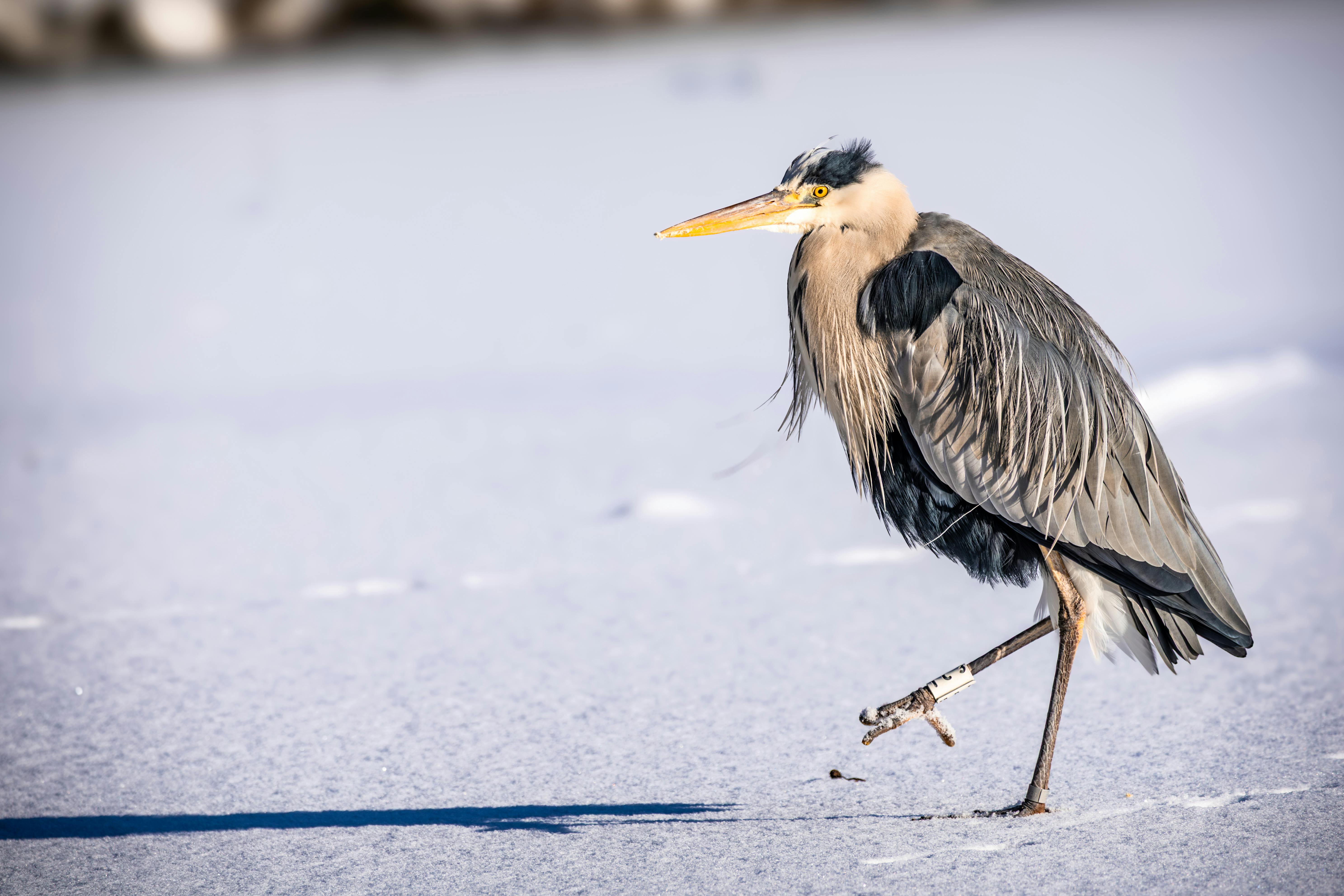 Great Blue Heron Walking on Snow in Berlin · Free Stock Photo