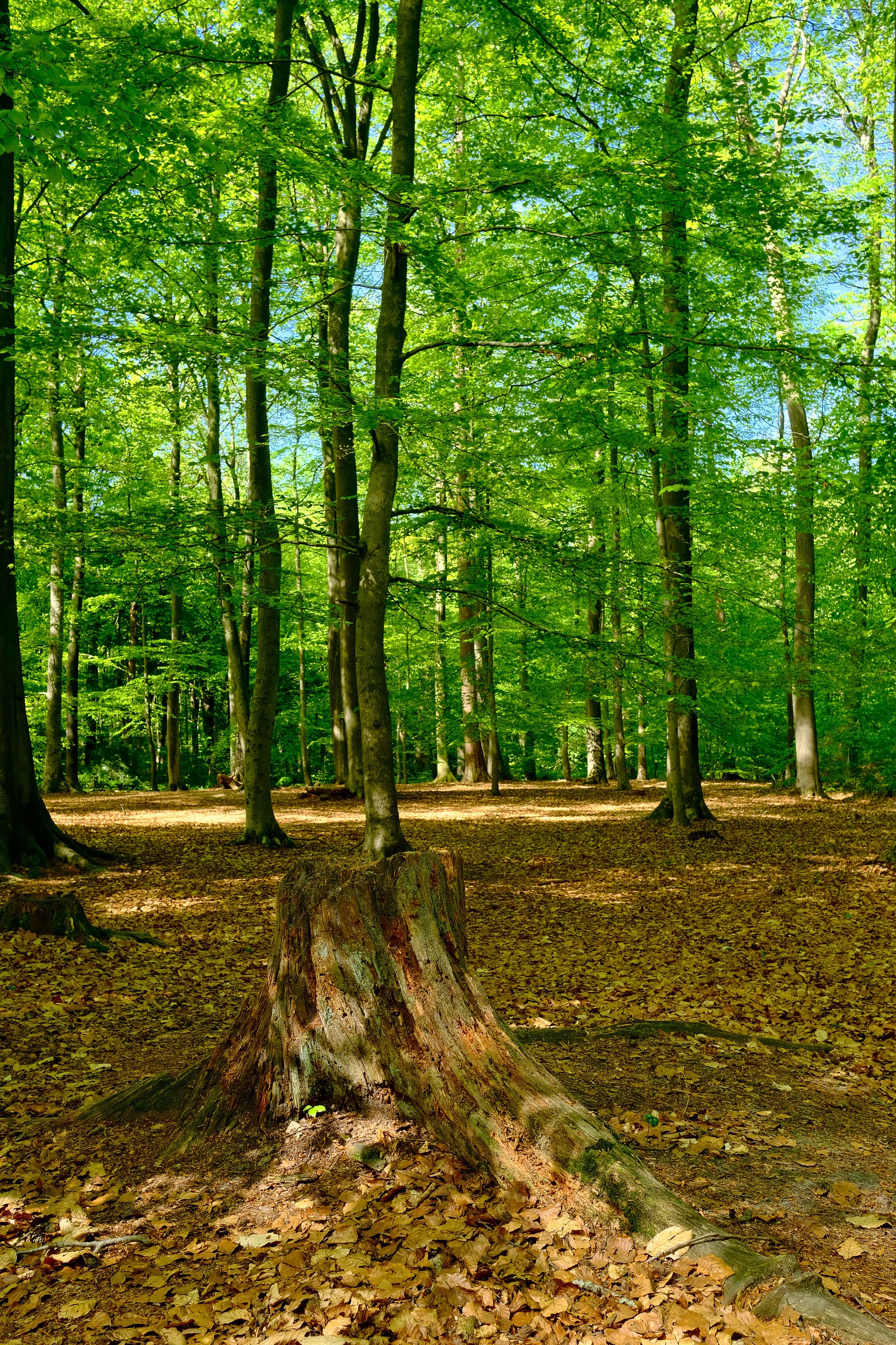 Study Of Trees Photos, Download The BEST Free Study Of Trees Stock ...