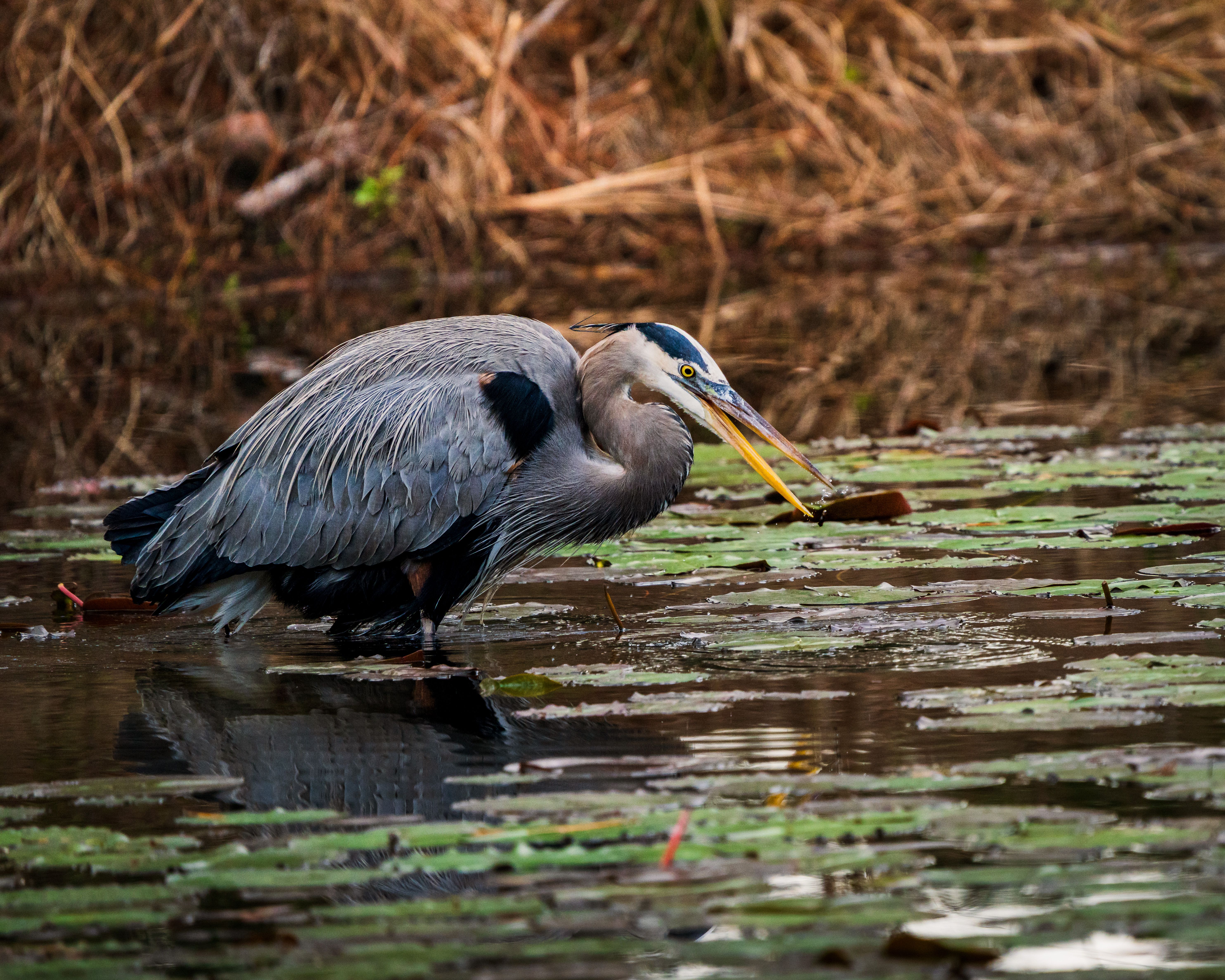 Great Blue Heron in Natural Wetland Habitat · Free Stock Photo