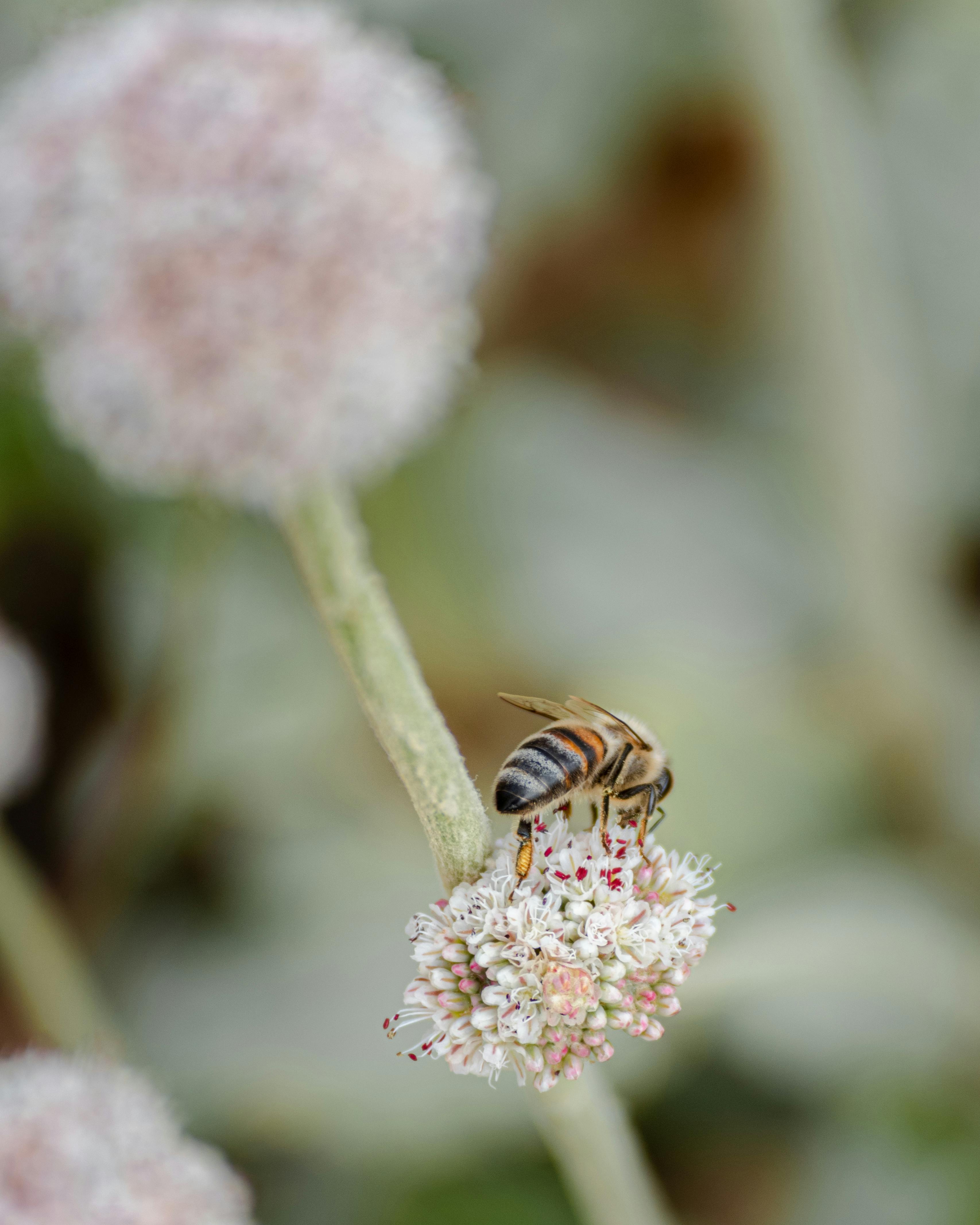 Abeja Recolectando Néctar En Una Flor En San Francisco · Foto de stock ...