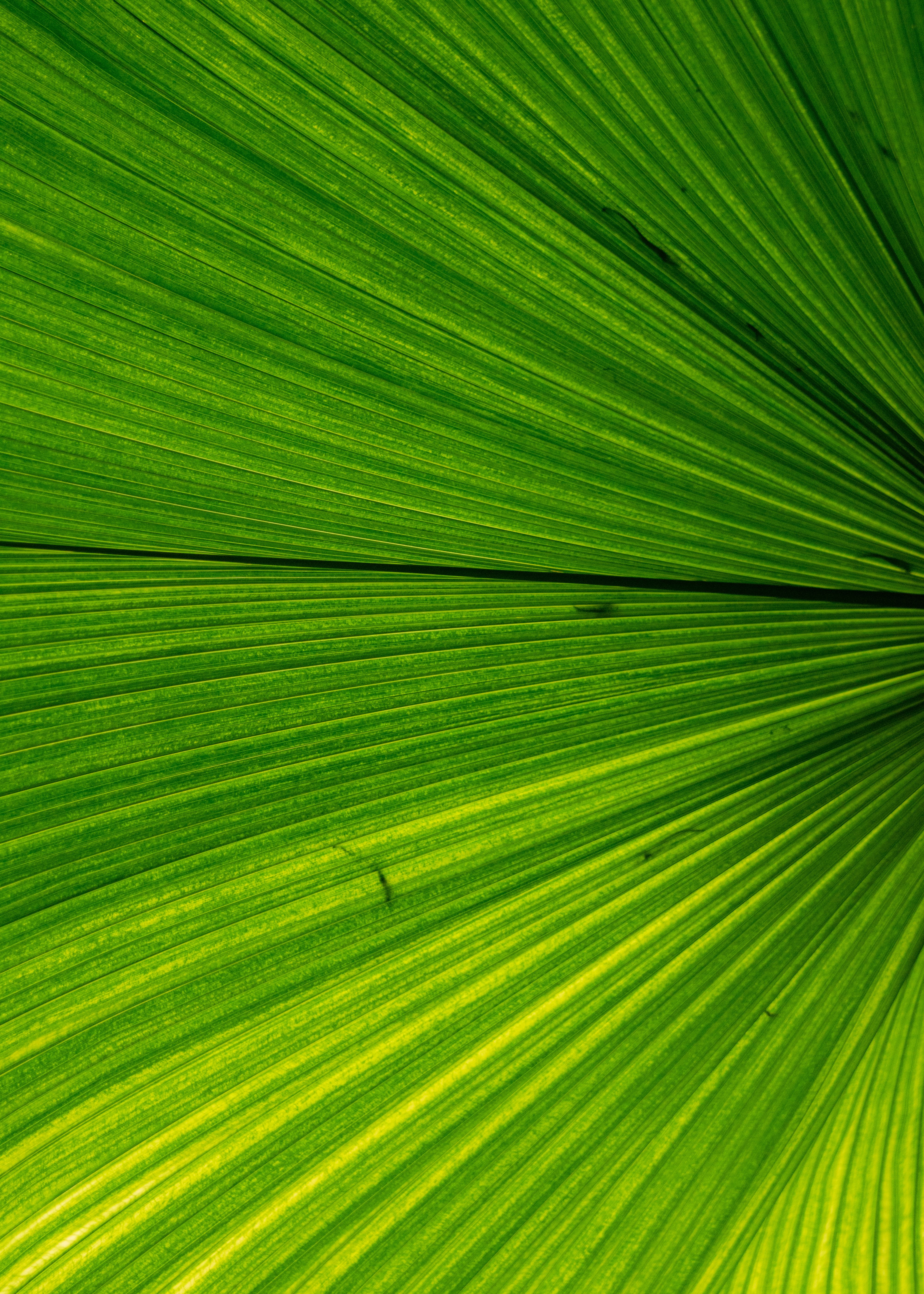 Green Line Illustration · Free Stock Photo
