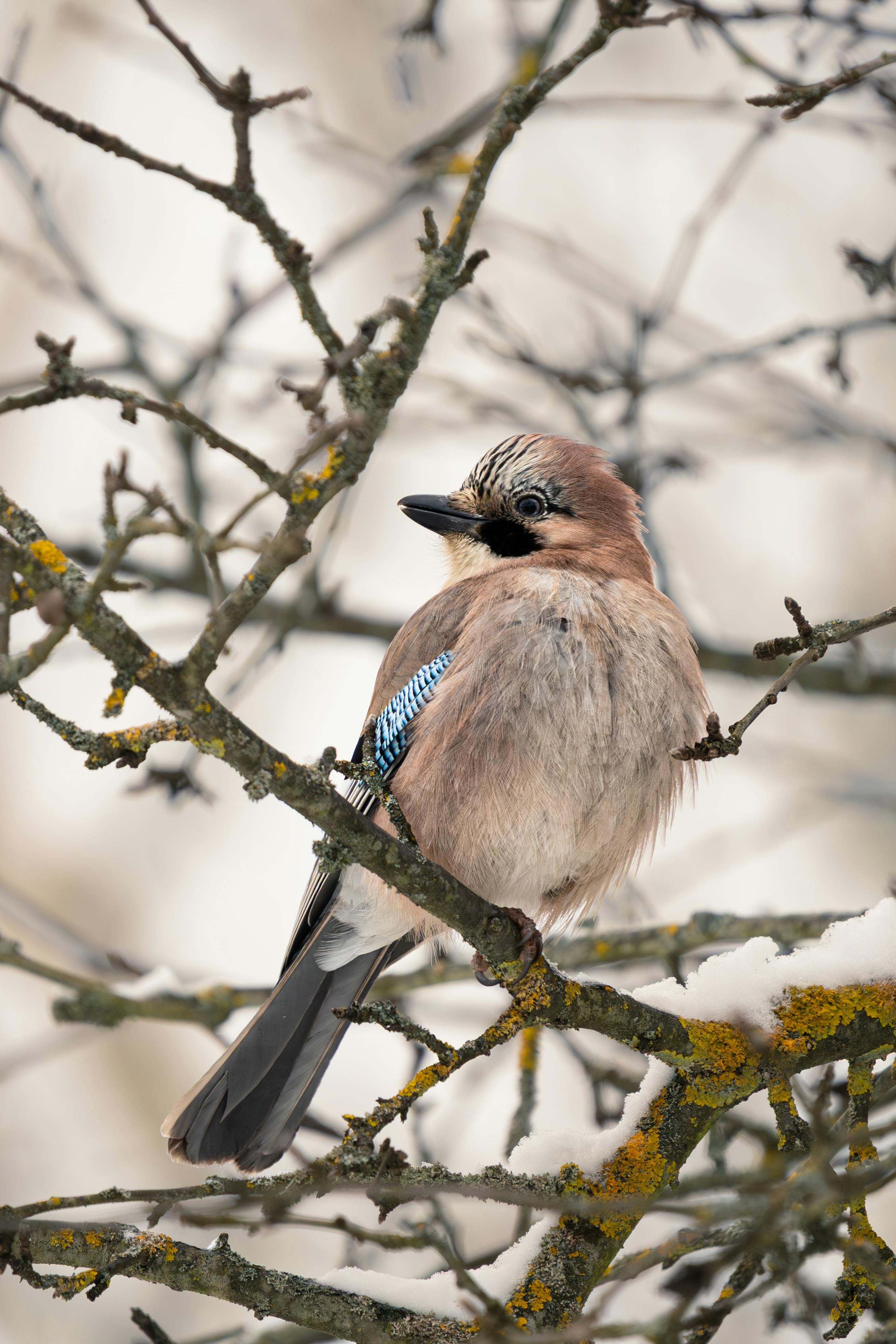 Mahershala+Ali+Jay Z+Video Photos, Download The BEST Free Mahershala ...