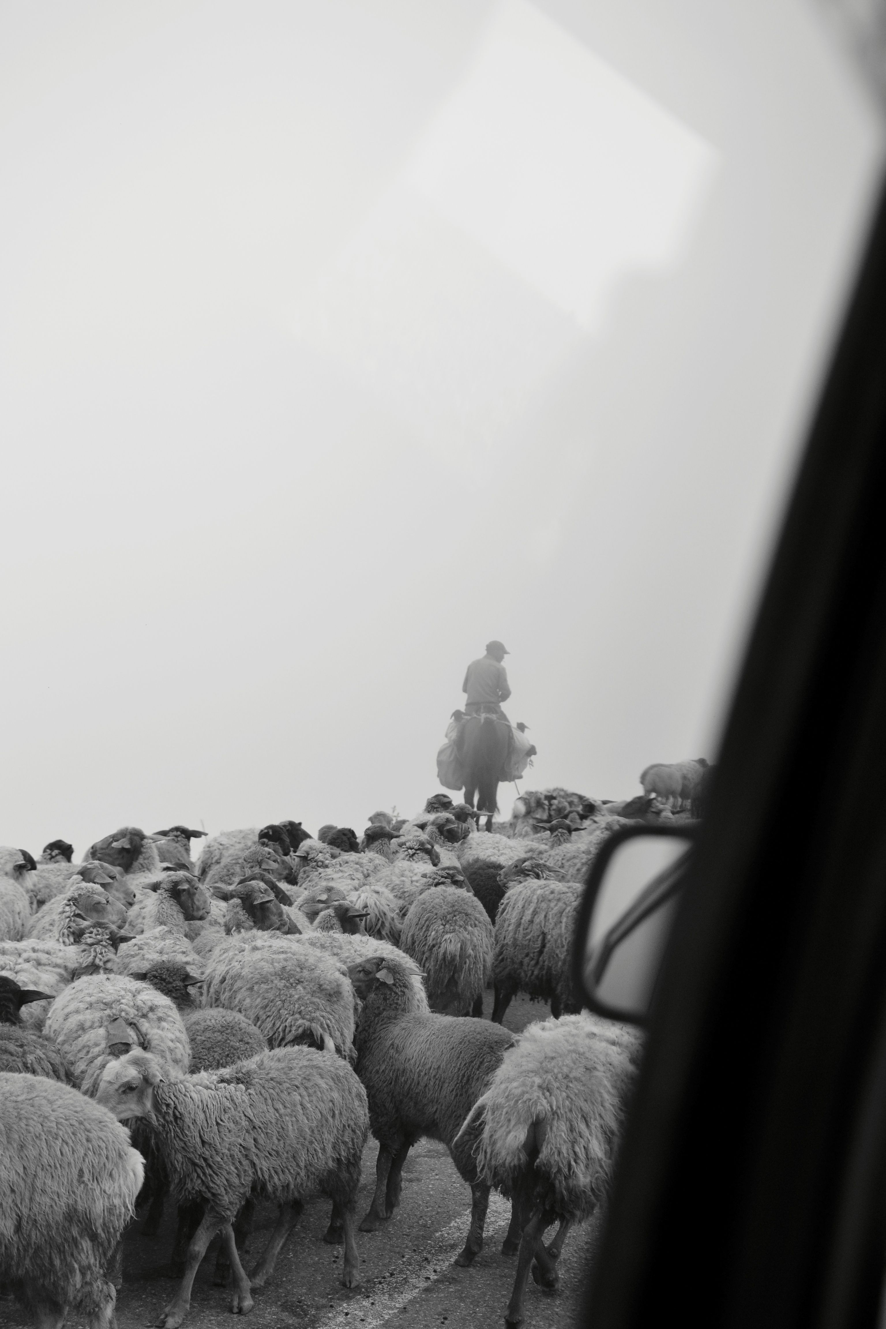 Shepherd Herding Sheep in Misty Landscape · Free Stock Photo