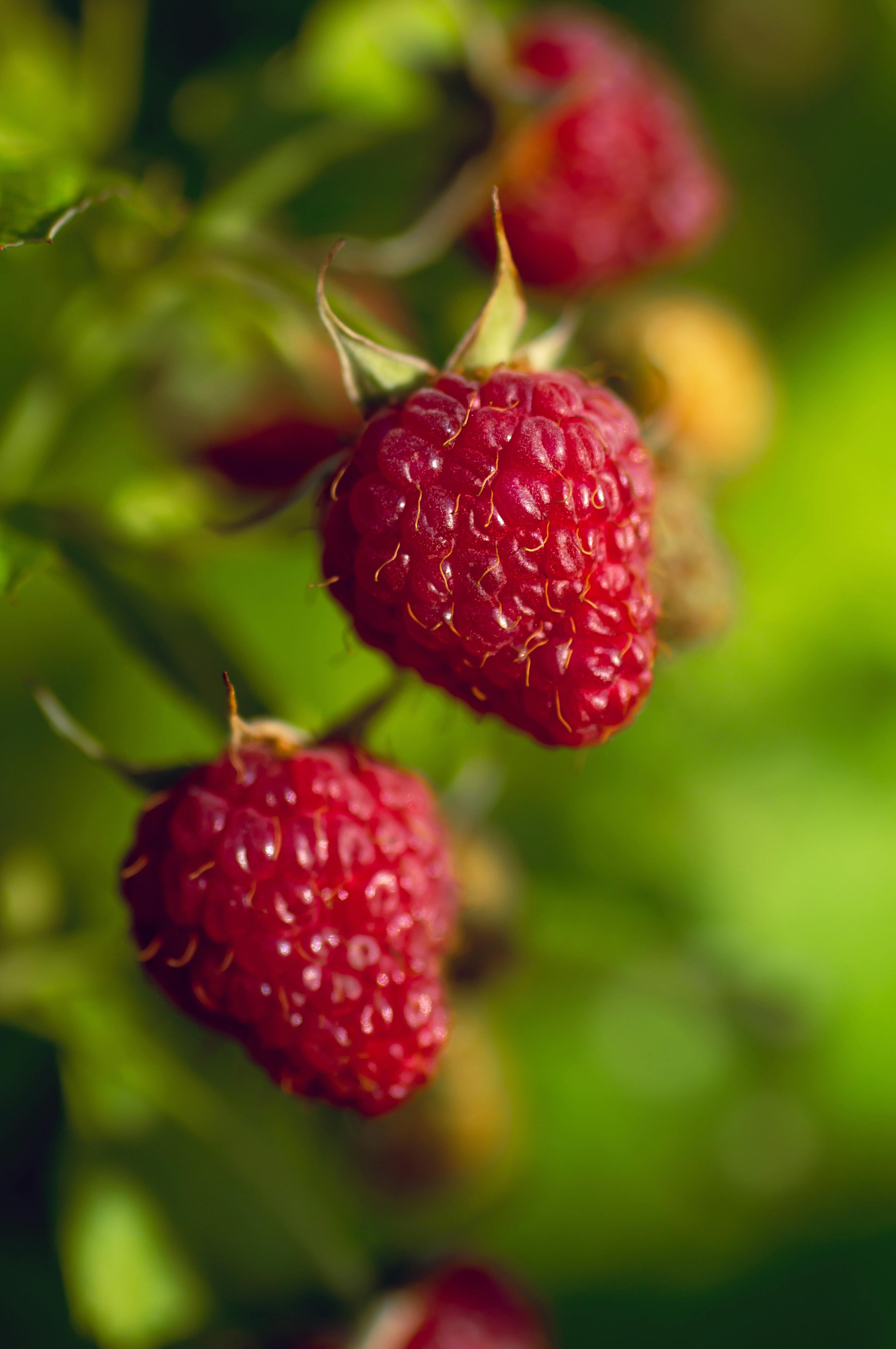 Close-Up of Ripe Red Raspberries on the Vine · Free Stock Photo