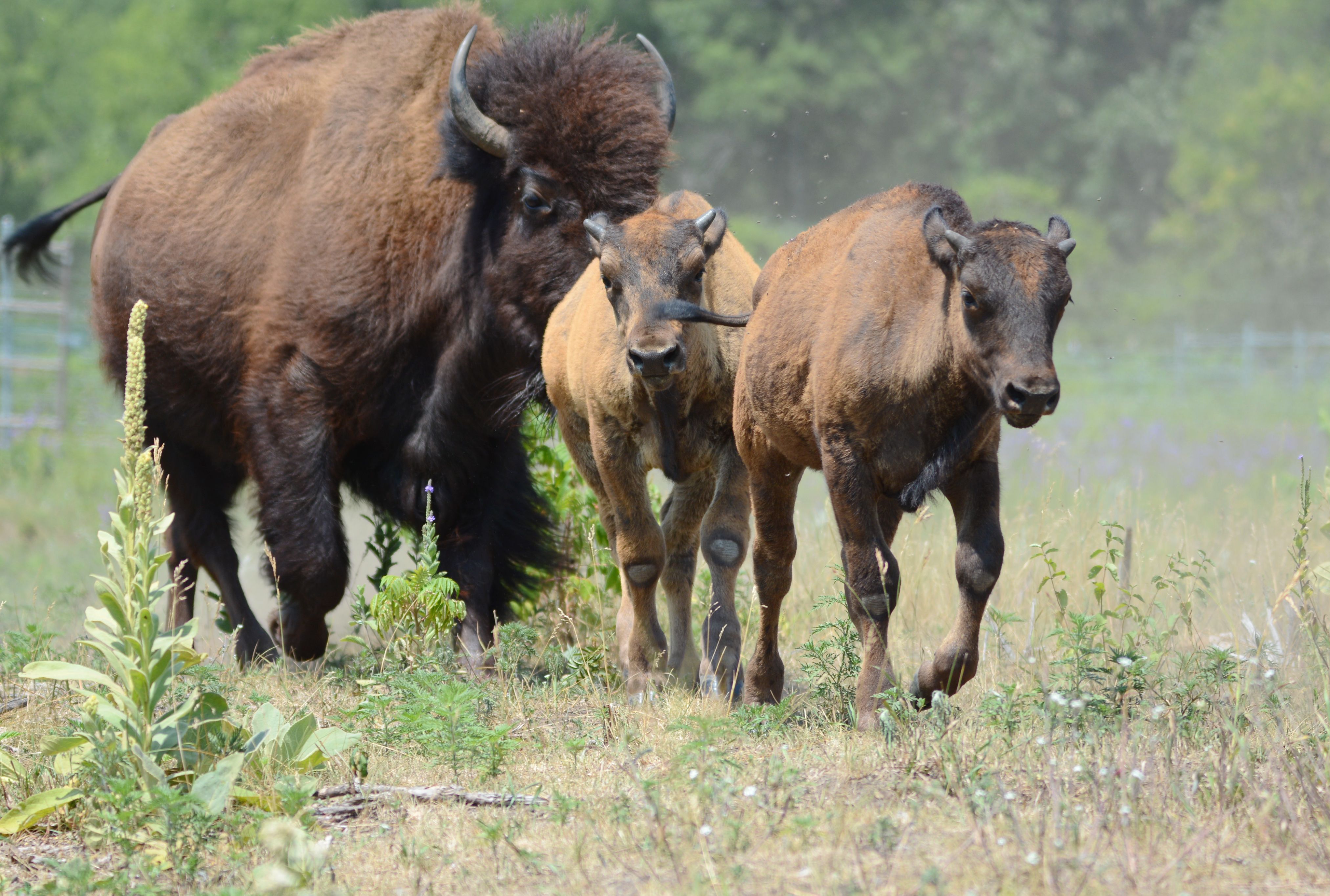 American Bison Family in Grassy Field, Minnesota · Free Stock Photo