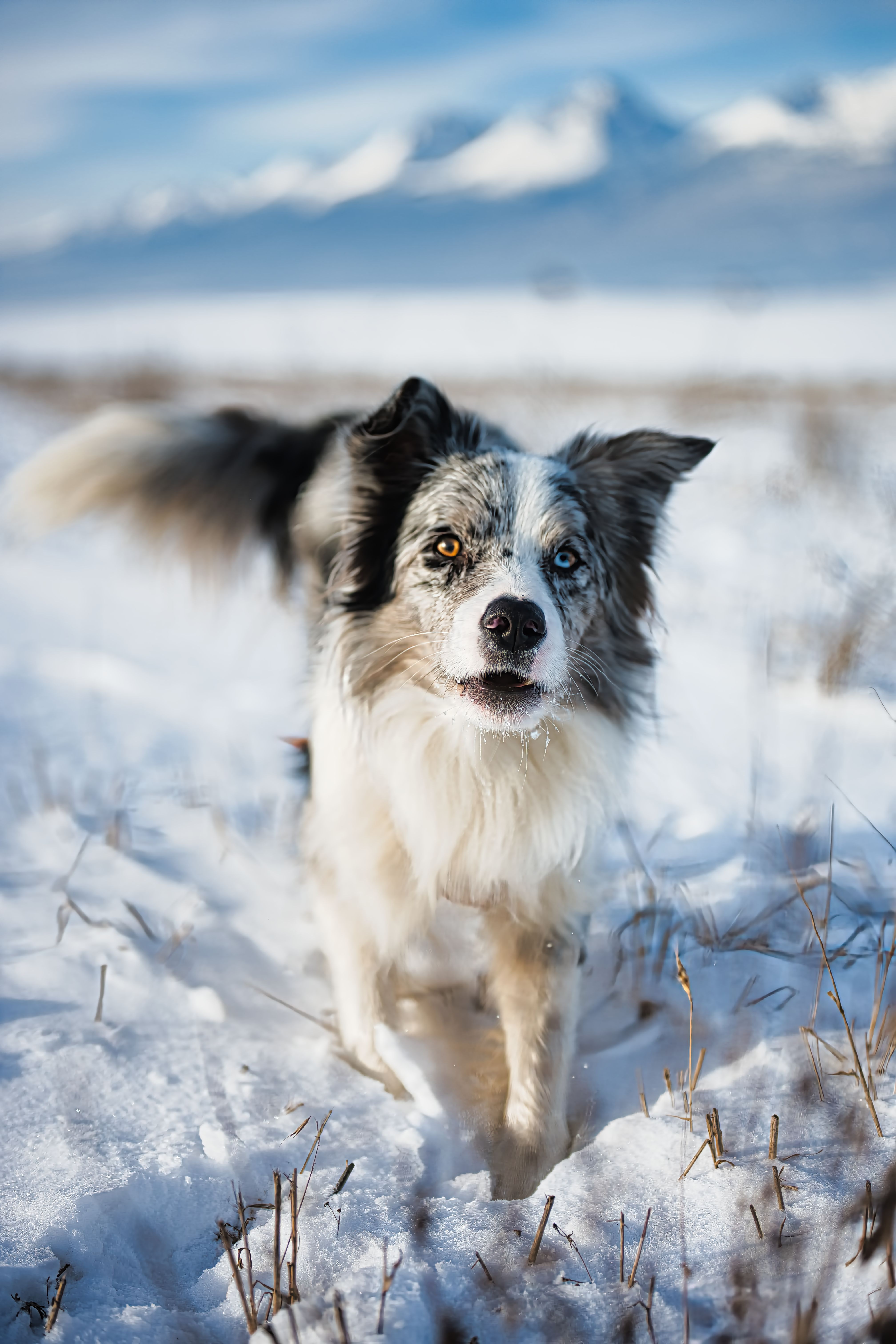 Playful Border Collie in Winter Snow Landscape · Free Stock Photo