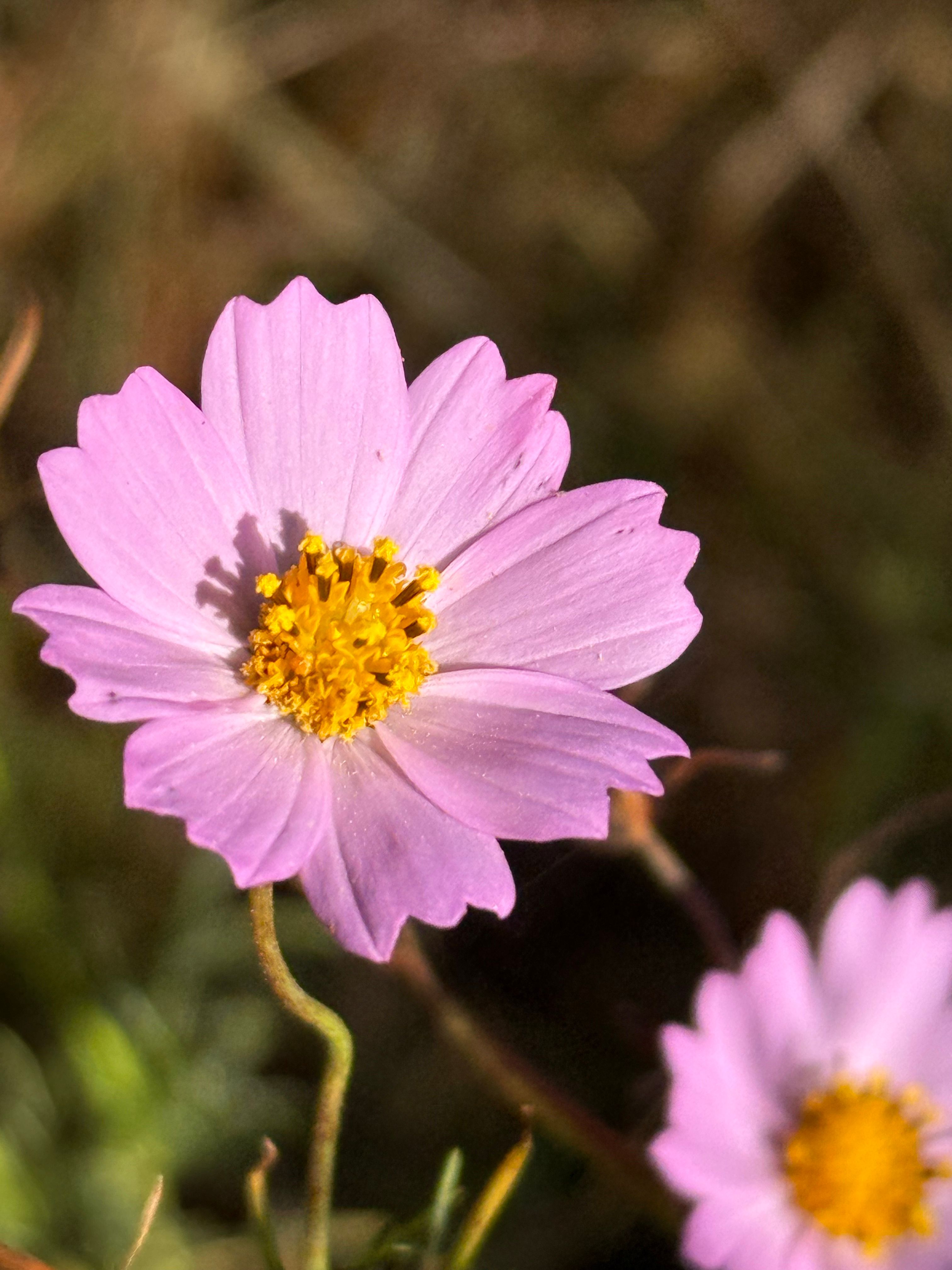 Cosmos Flower Photos, Download The BEST Free Cosmos Flower Stock Photos ...