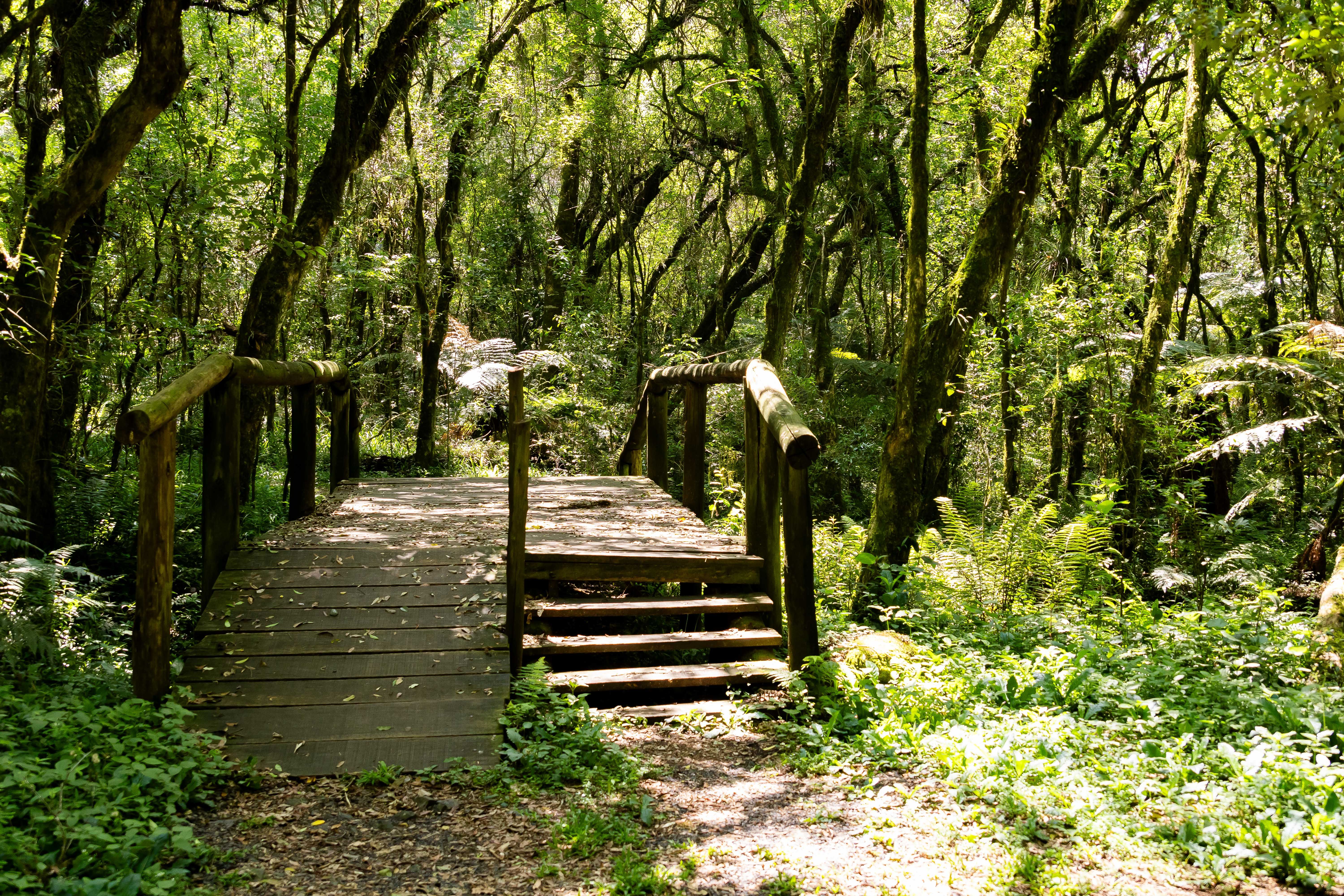 Wooden Footbridge in Lush Brazilian Forest · Free Stock Photo