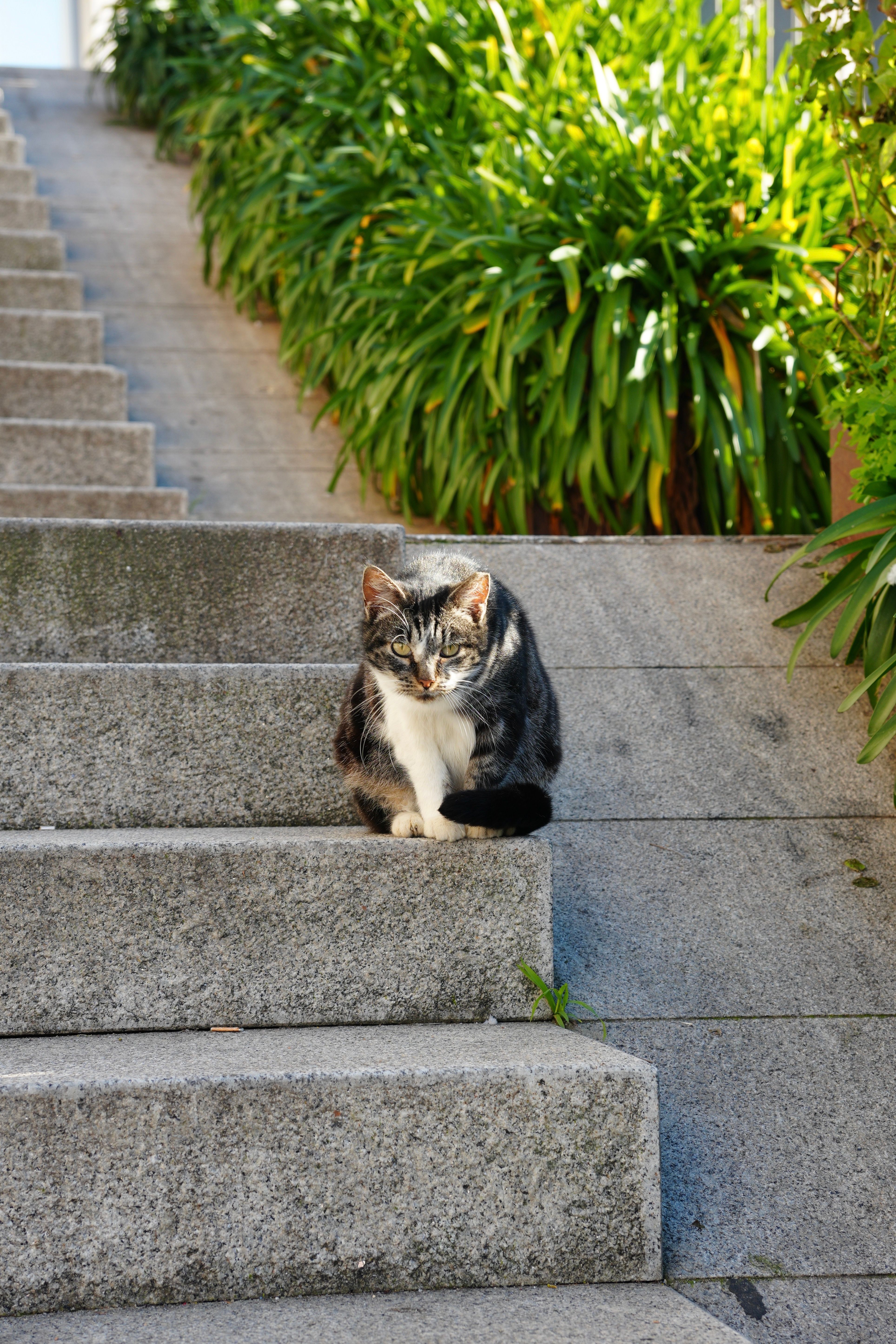 Tabby Cat on Stone Steps in Sunlight · Free Stock Photo
