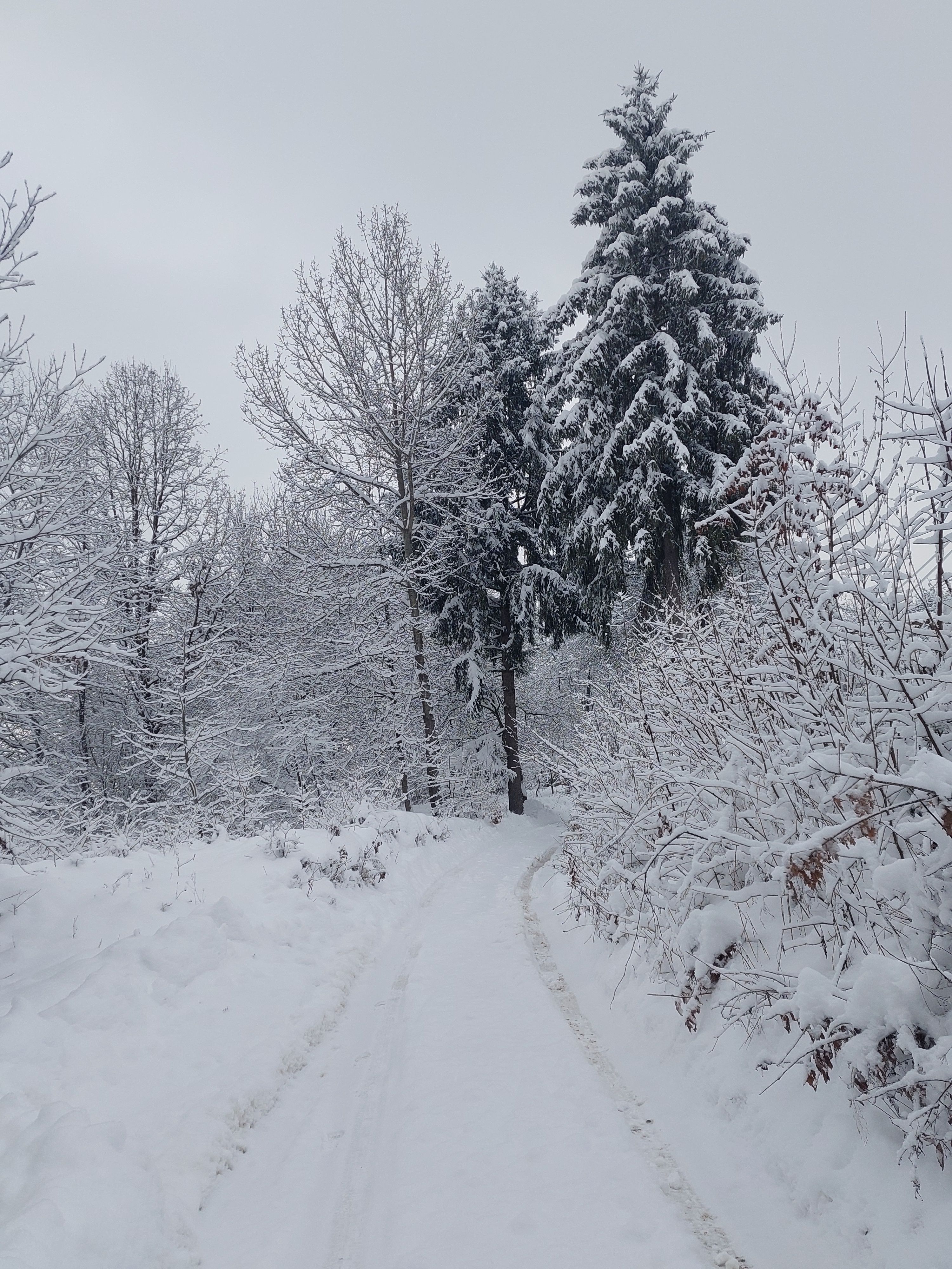 Snow-Covered Forest Path in Winter Tranquility · Free Stock Photo