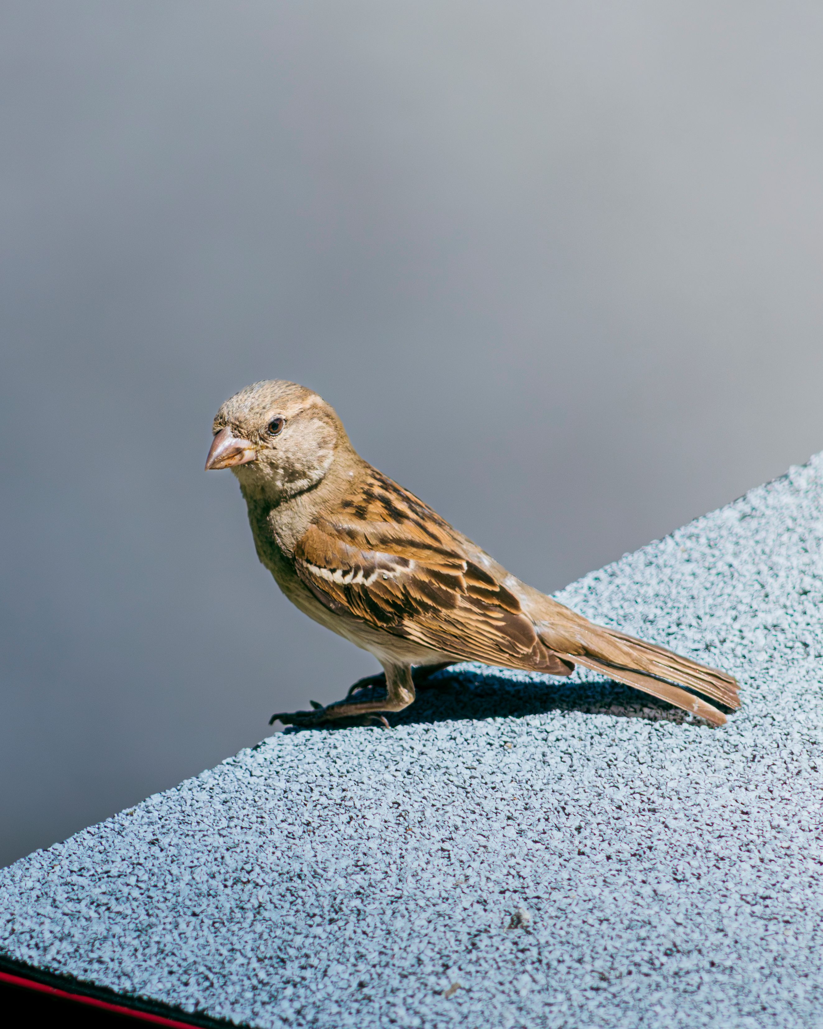 Close-up of a House Sparrow Perching on Roof Edge · Free Stock Photo