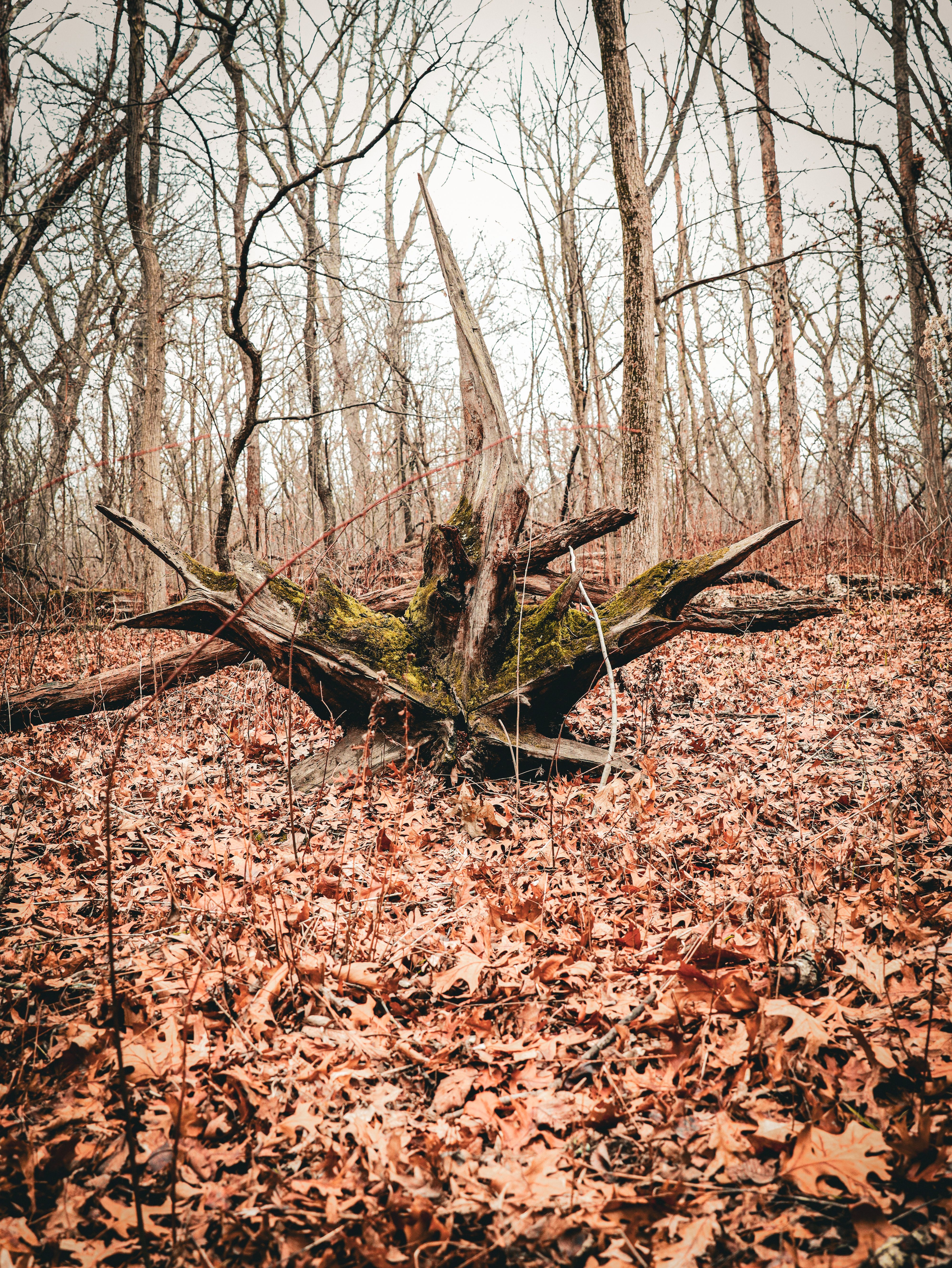 Decaying Tree Stump in Autumn Forest Landscape · Free Stock Photo