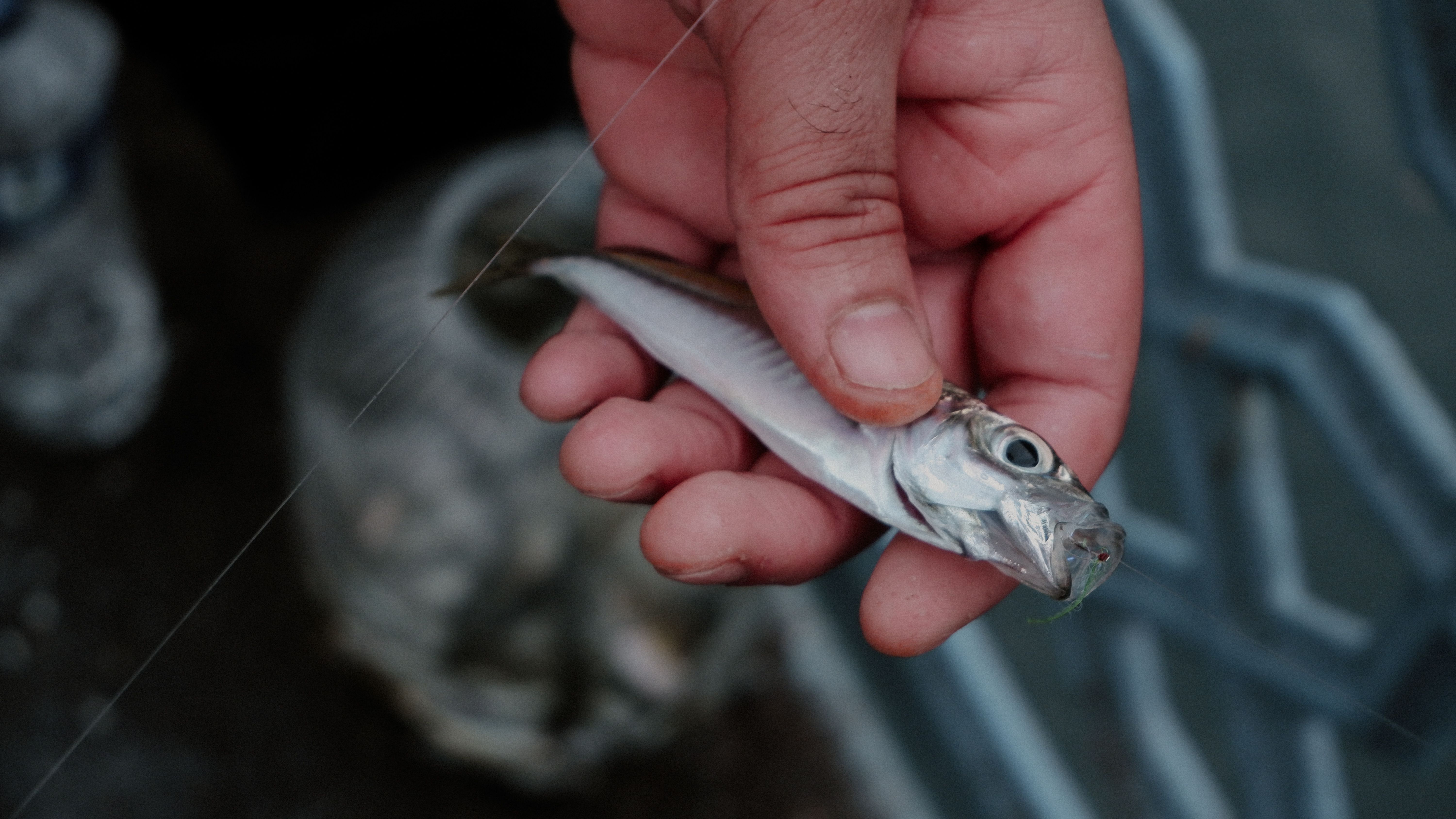 Close-up of Hand Holding a Small Fish Outdoors · Free Stock Photo