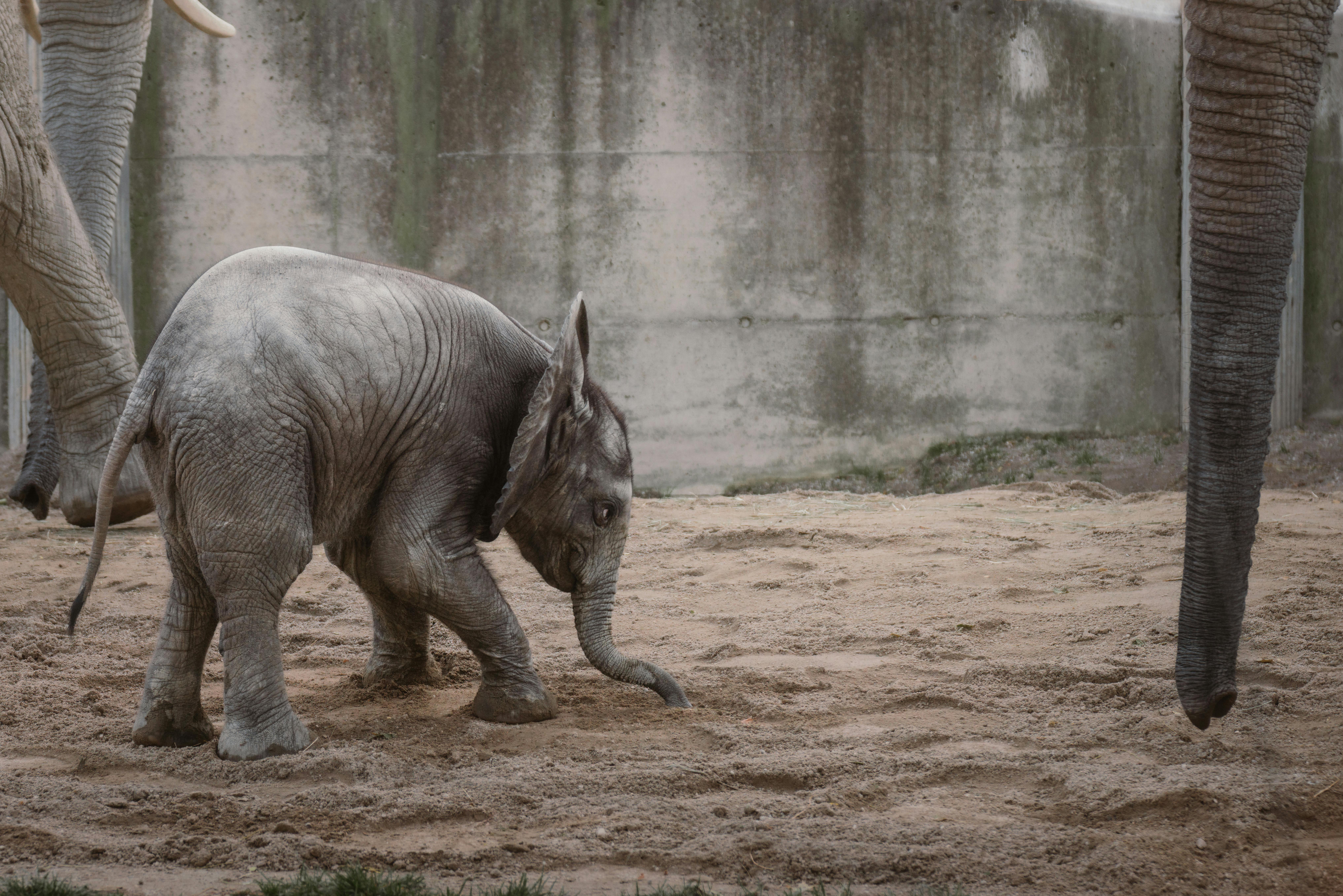 8k Wallpaper Animals Sigma Photos, Download The BEST Free 8k Wallpaper ...