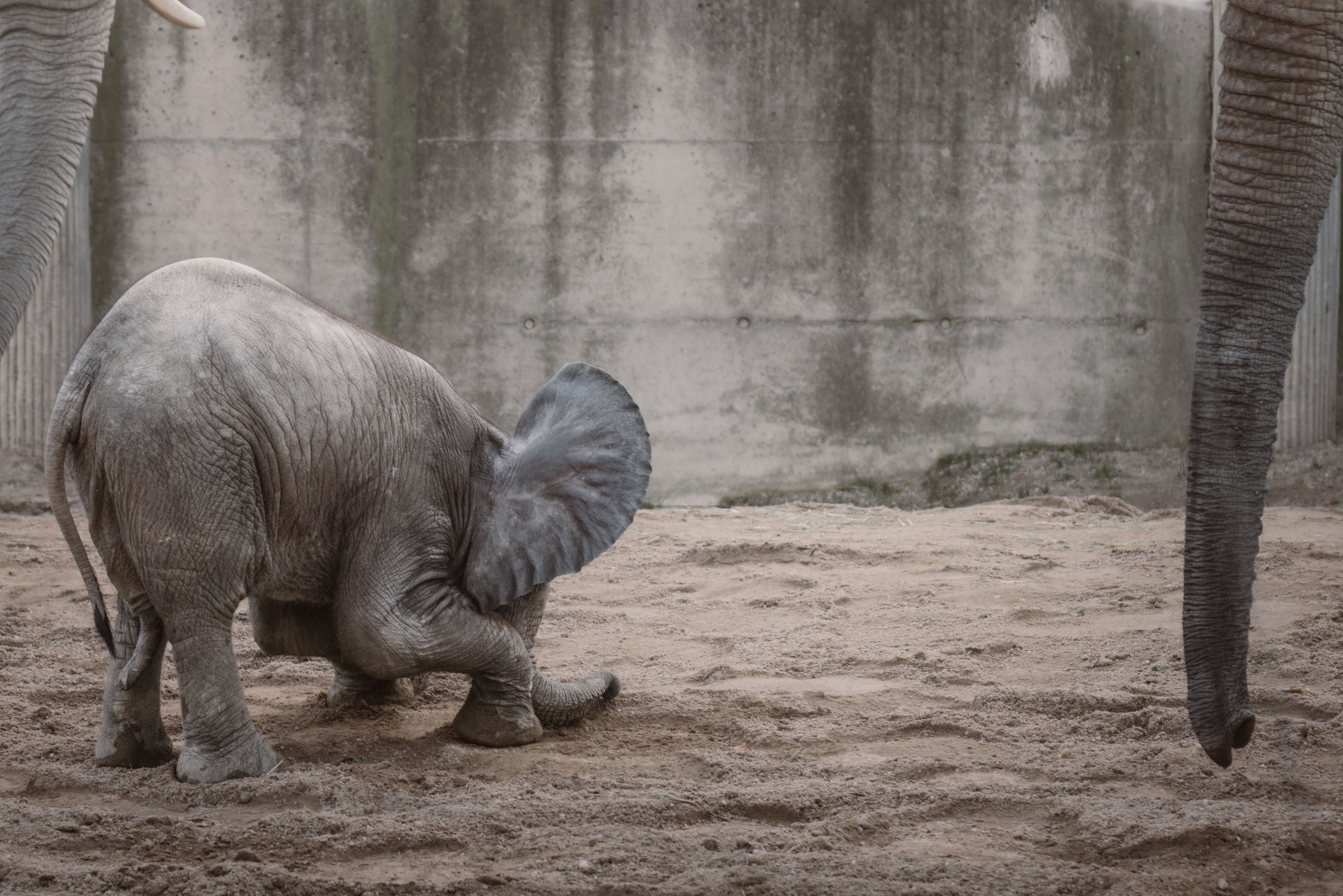 Adorable Baby Elephant in Zoo Enclosure · Free Stock Photo