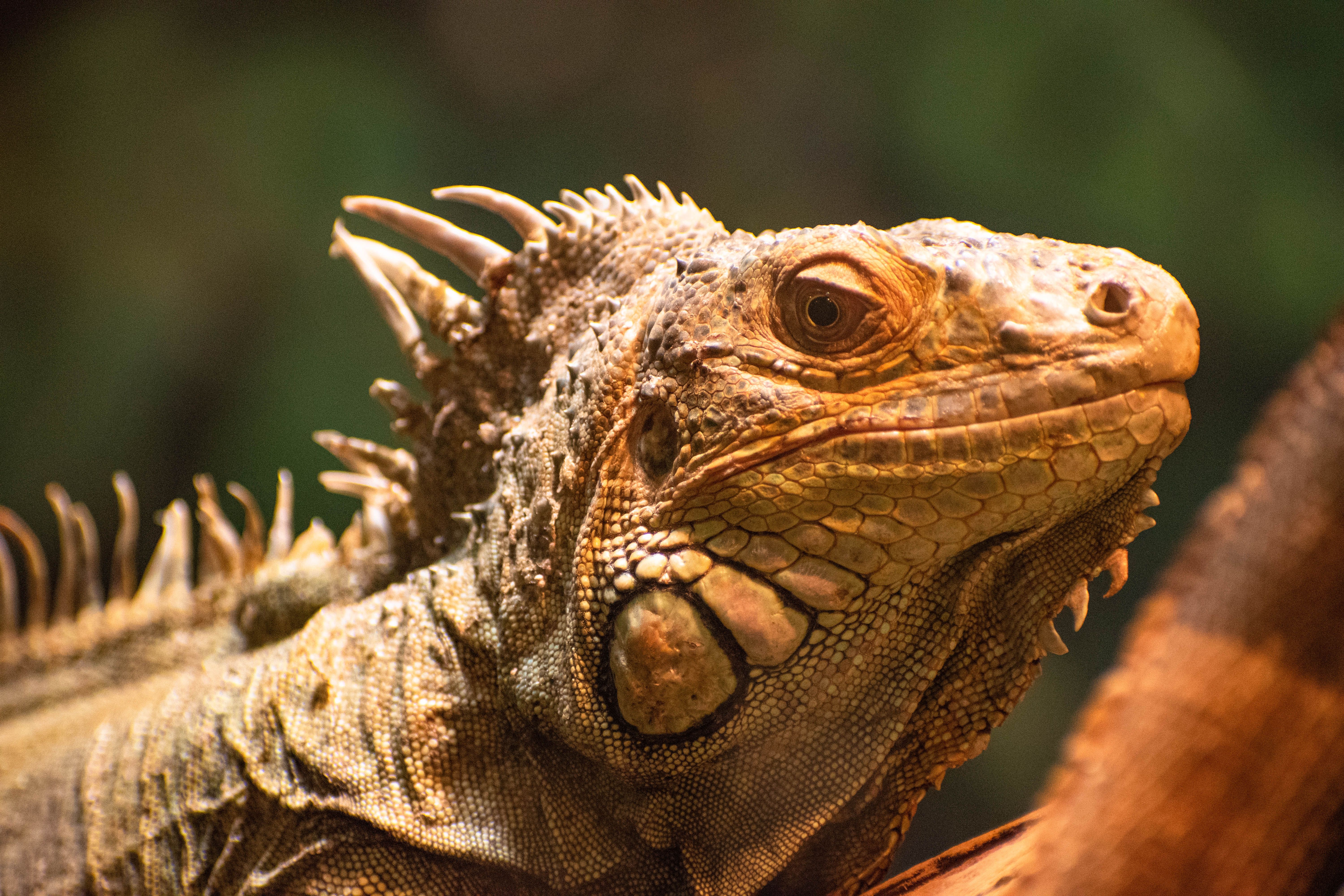Brown and Green Iguana on Grass Field · Free Stock Photo