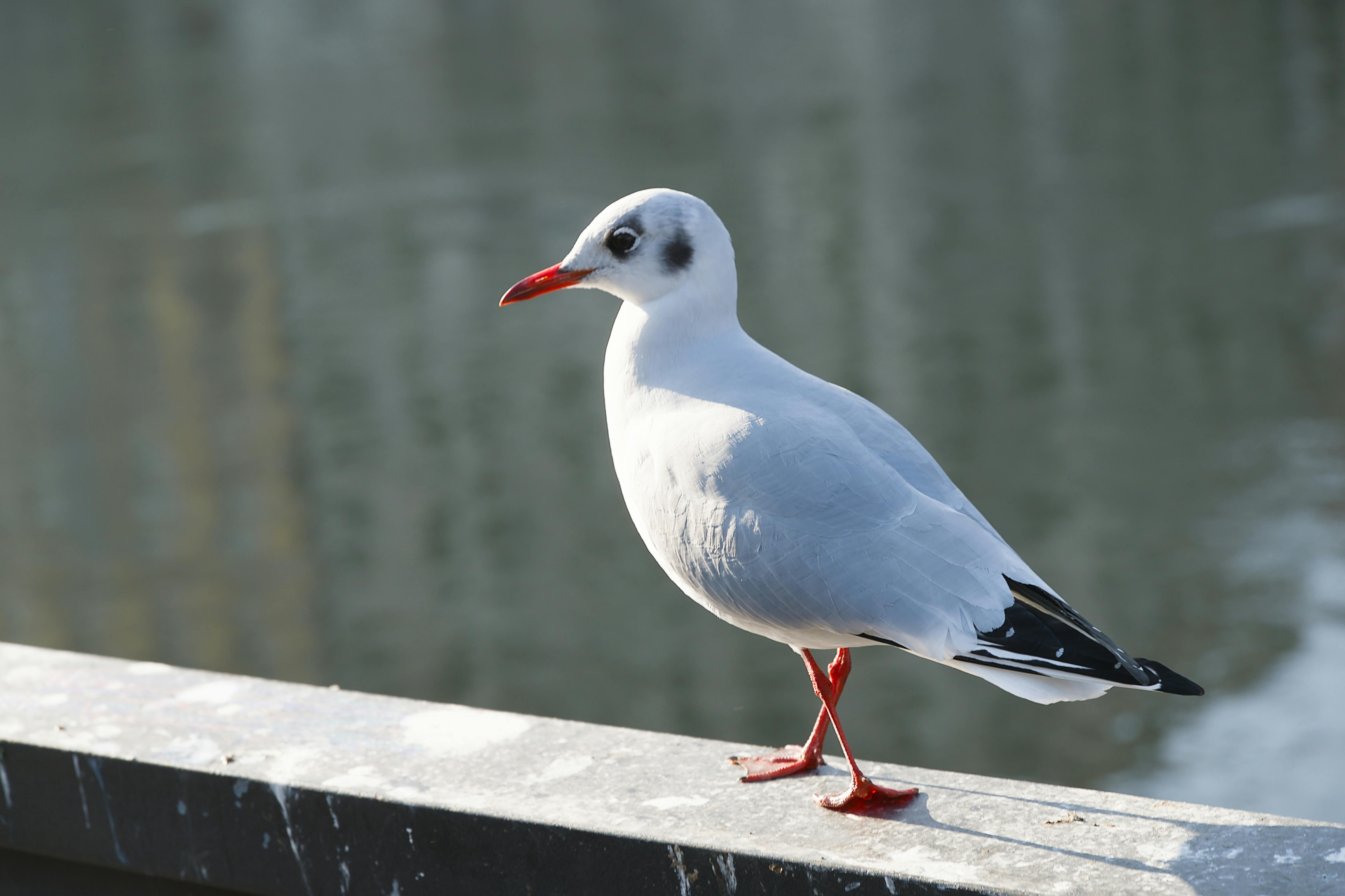 Chim Mòng Biển đầu đen đậu Bên Bờ Sông Zurich · Ảnh có sẵn miễn phí