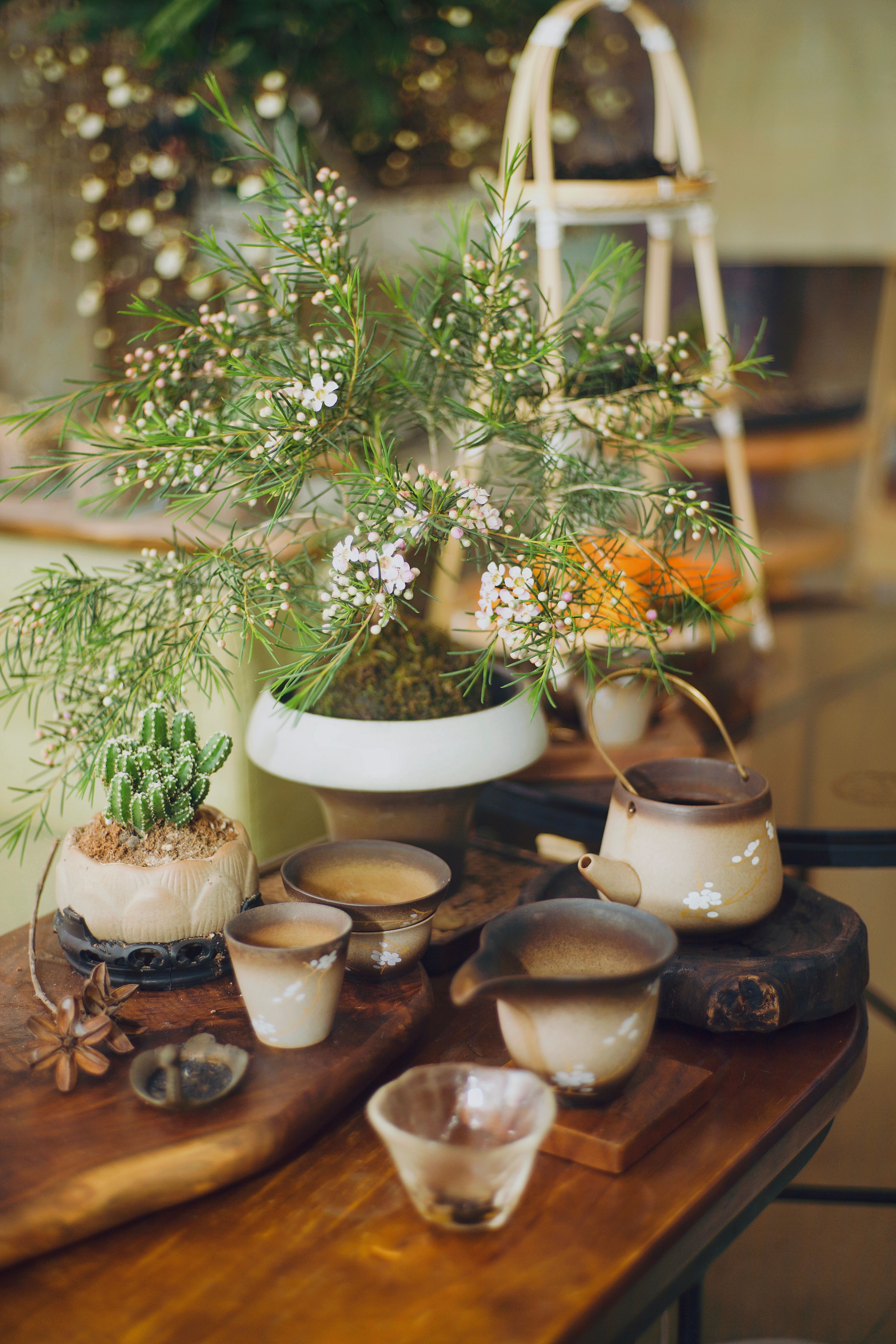 Tea+Tree+ต้น Photos, Download The BEST Free Tea+Tree+ต้น Stock Photos ...