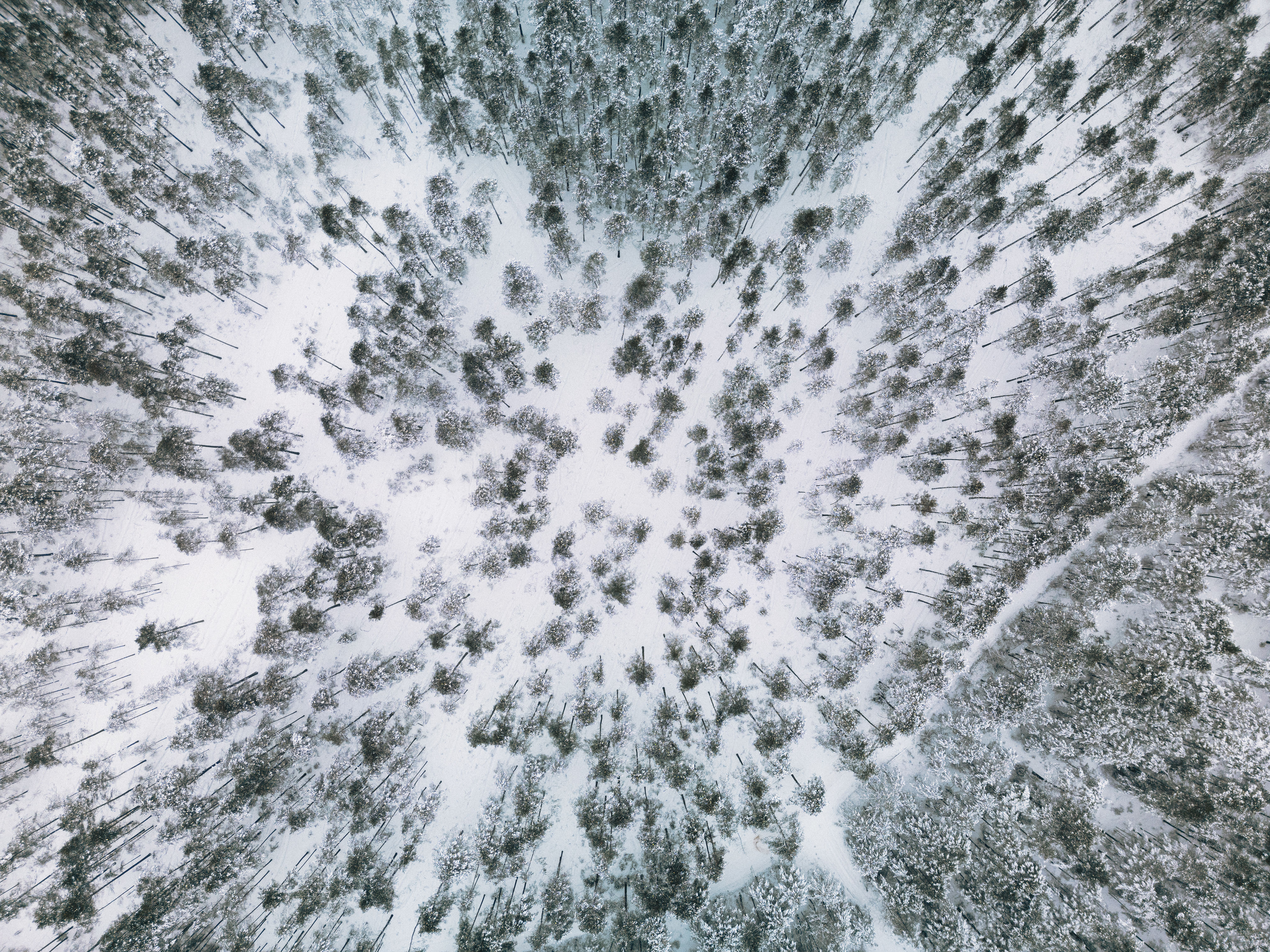 Aerial View of Snowy Forest in Vileyka, Belarus · Free Stock Photo